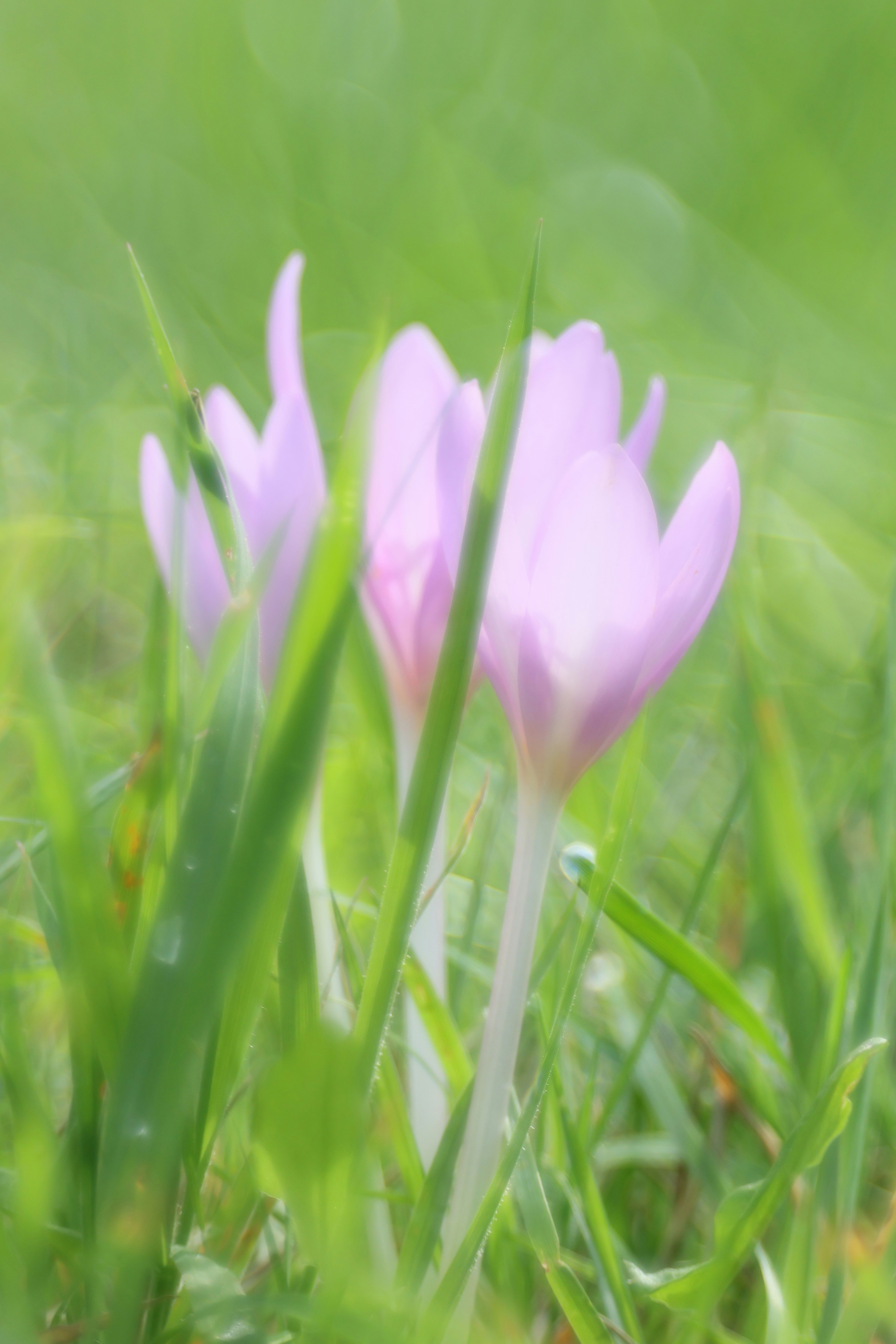 Soft Bloom in a Misty Meadow