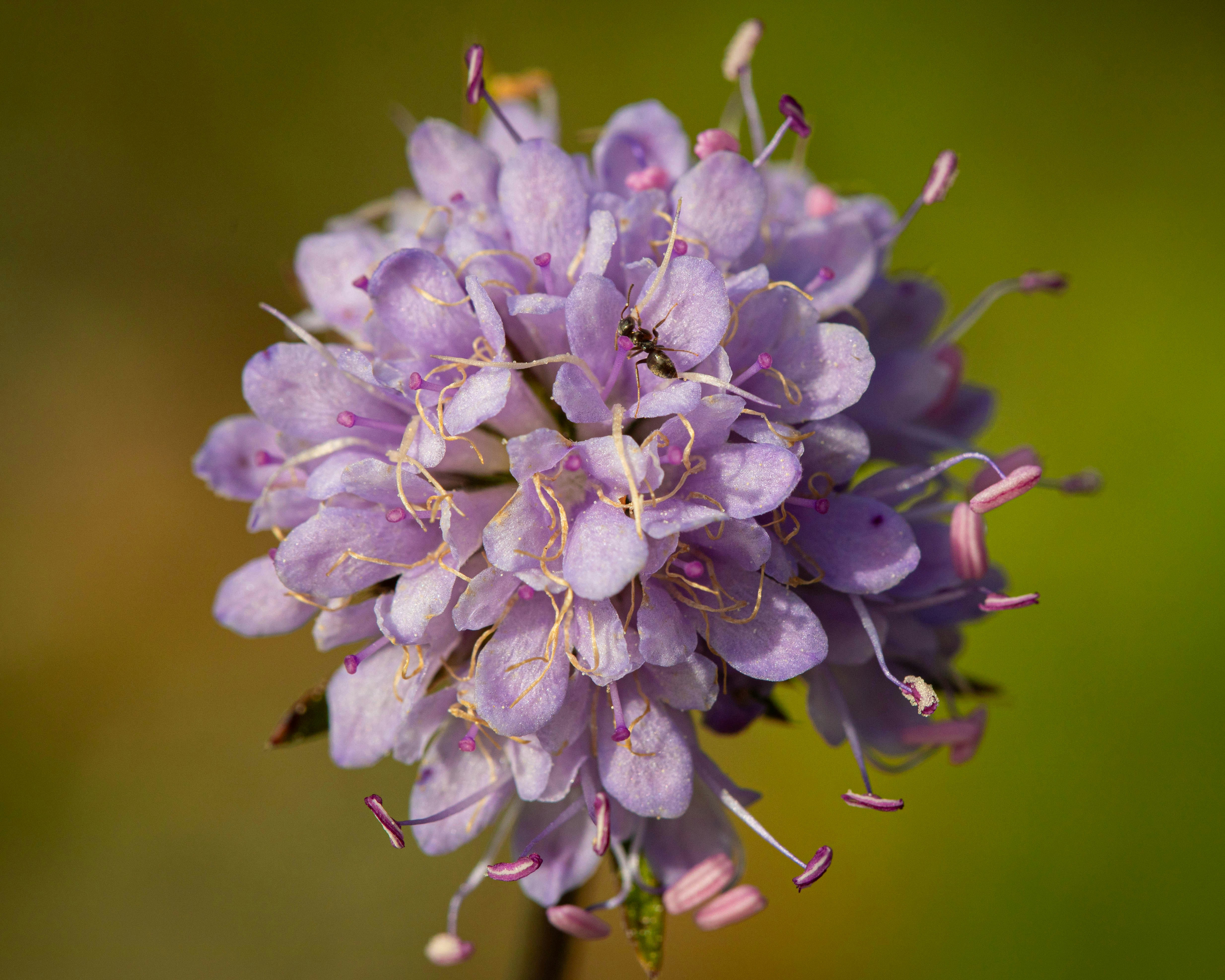 Center Blossom: a lavender sphere of petals in soft focus green backdrop