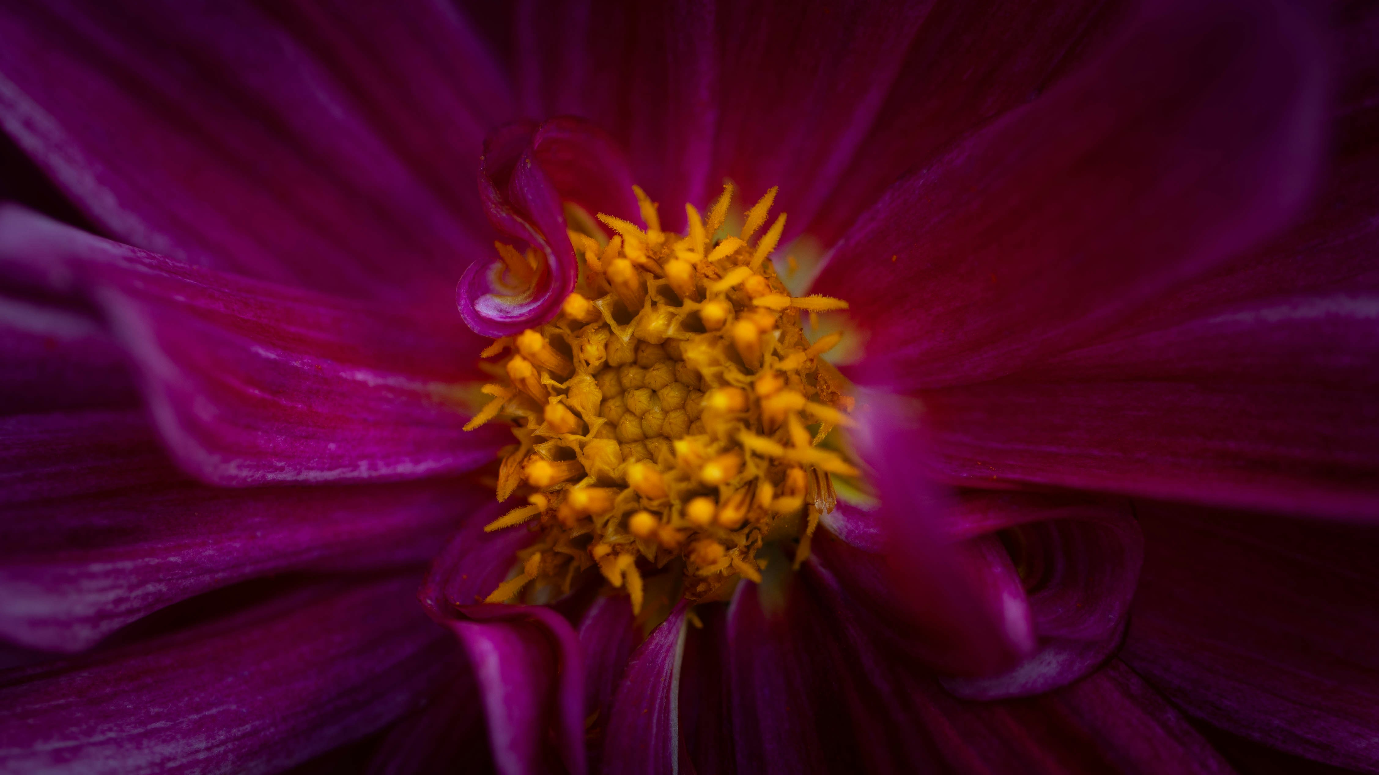 Crimson Core: Close-Up of a Velvet Flower Center