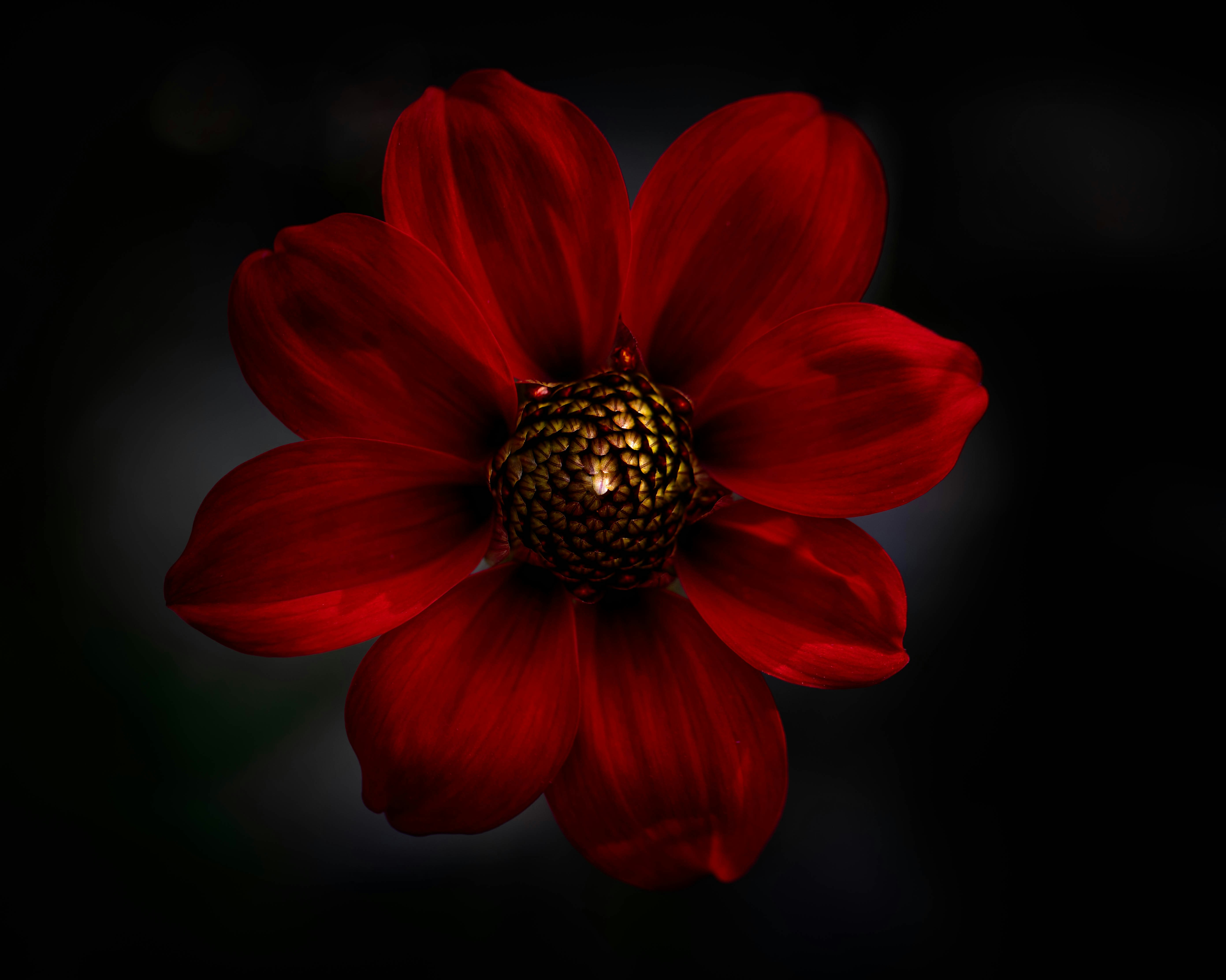 Crimson Bloom in the Velvet Night