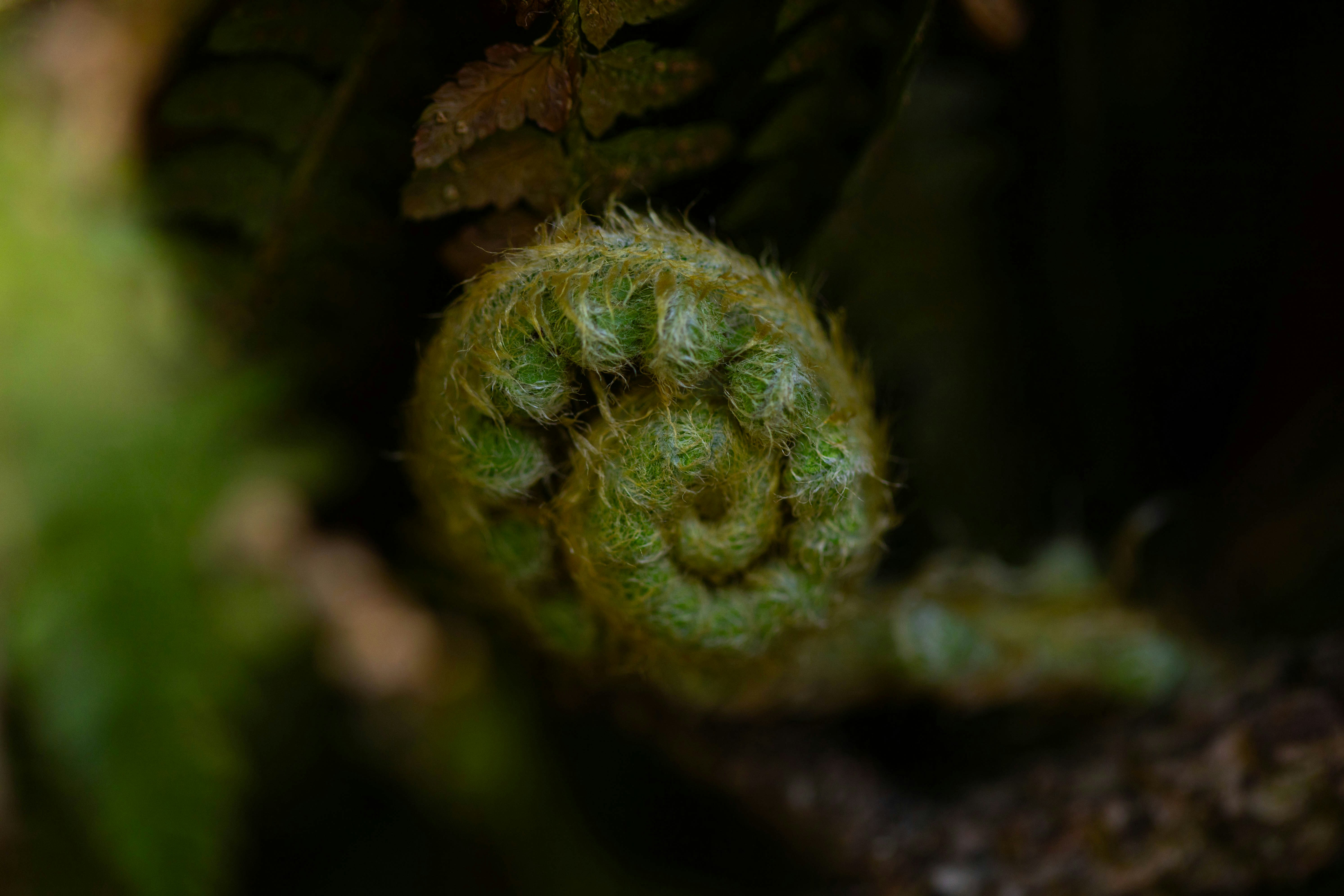 A Curled Green Spiral: Fern Frond Unfurling in Forest Shade