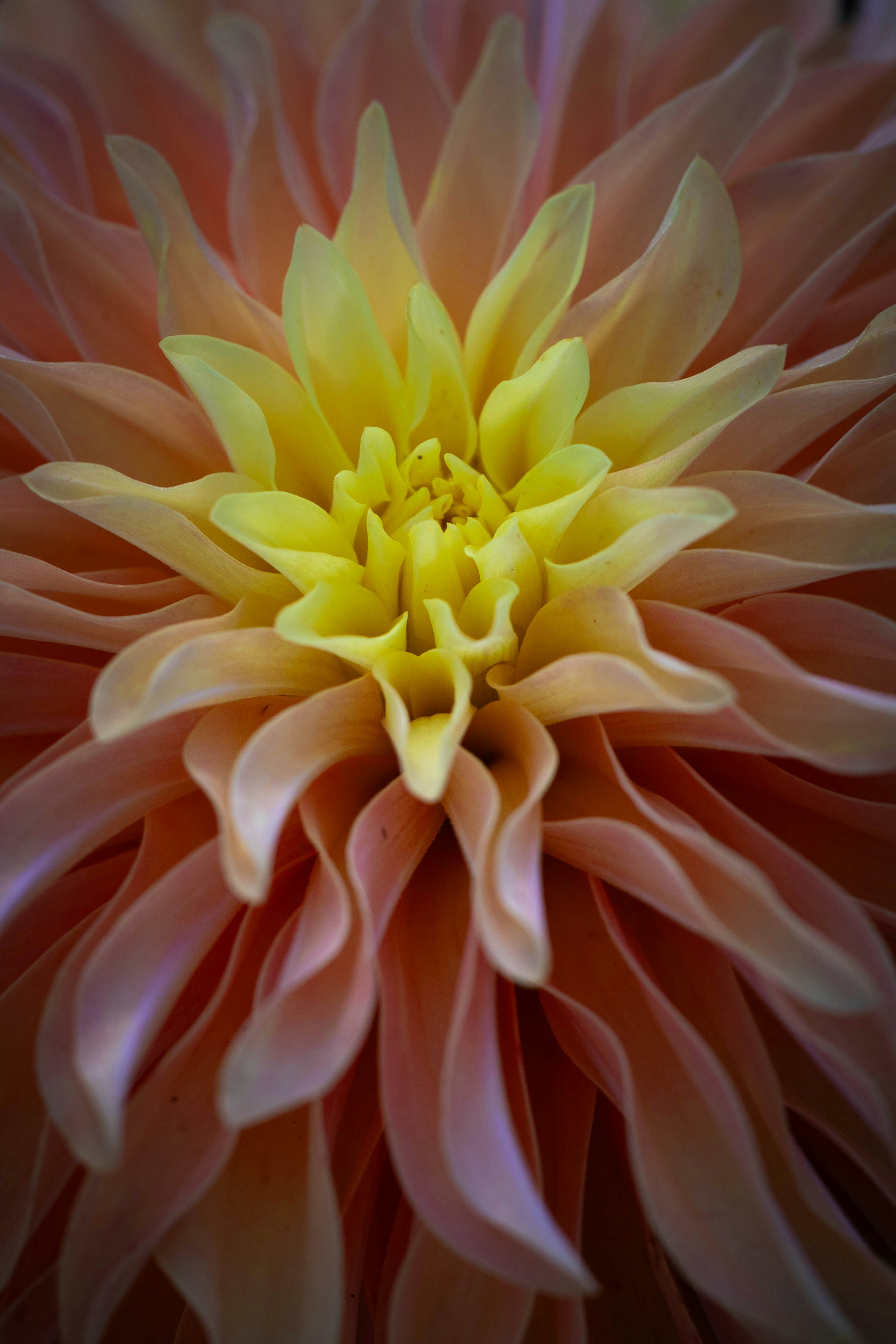 Sunlit中心: a peach-yellow chrysanthemum blooming from within