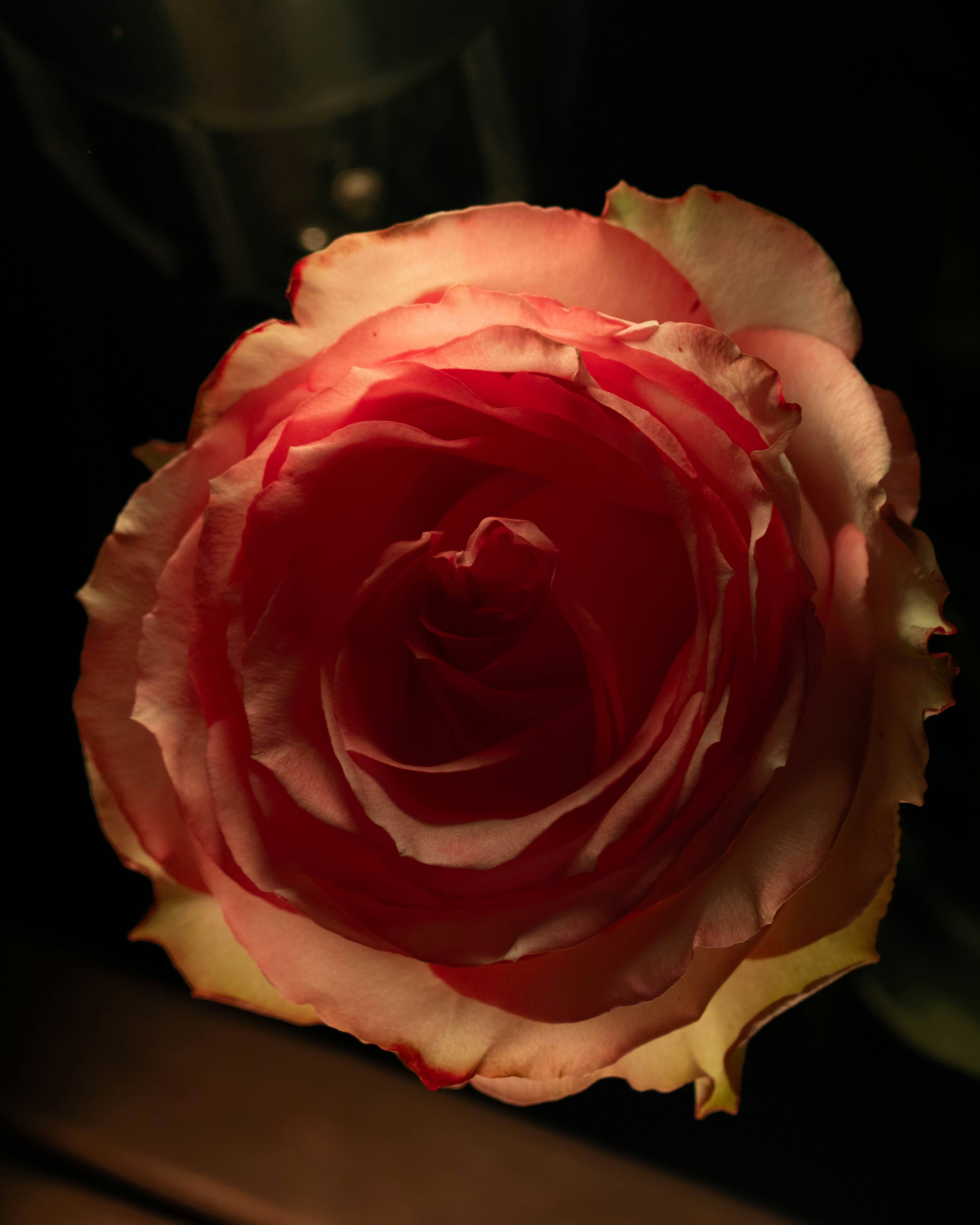 Soft Coral Bloom: A Rose Lit from Within