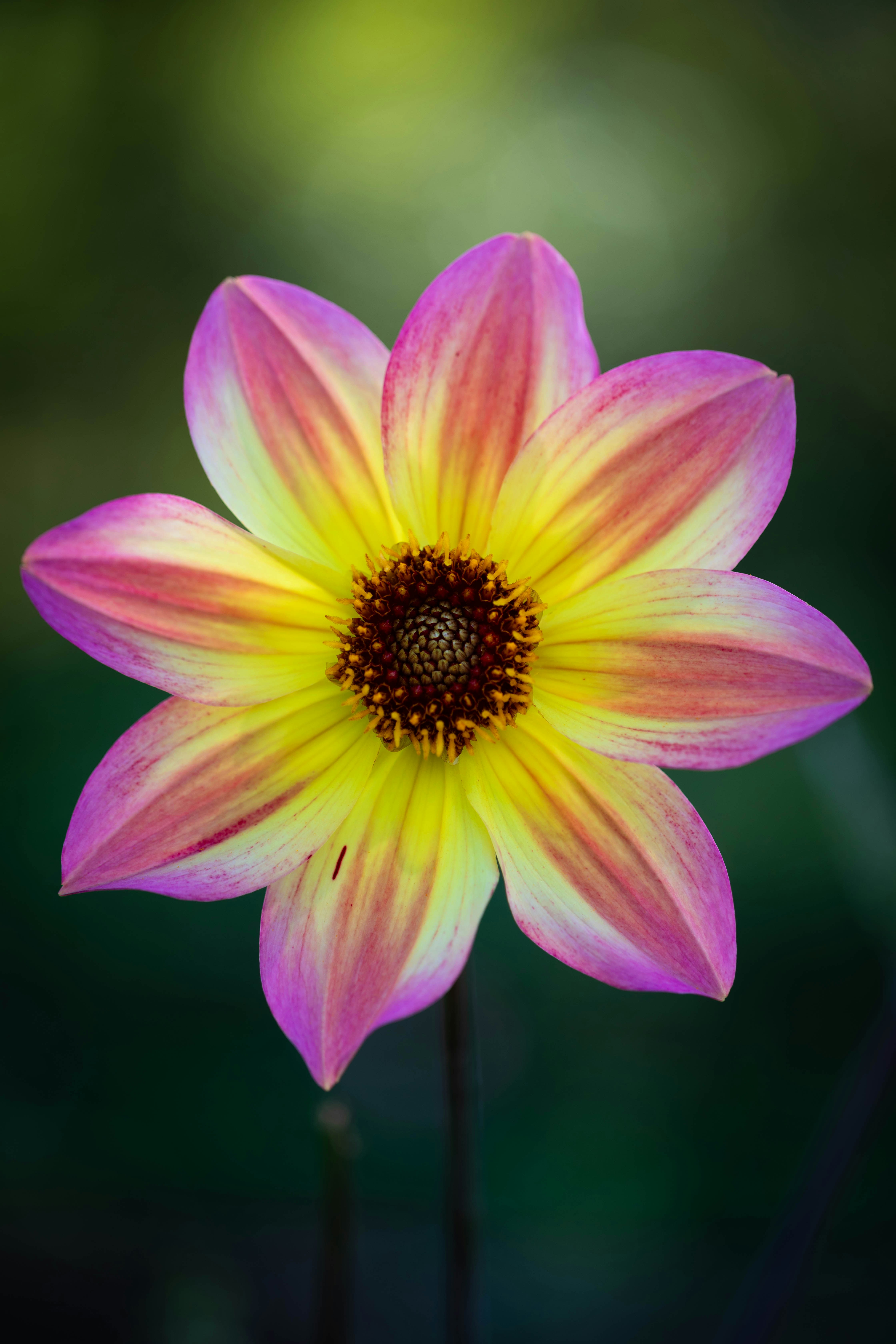 Sunlit Dahlia Bloom: Lavender-Peony Gradient Heart