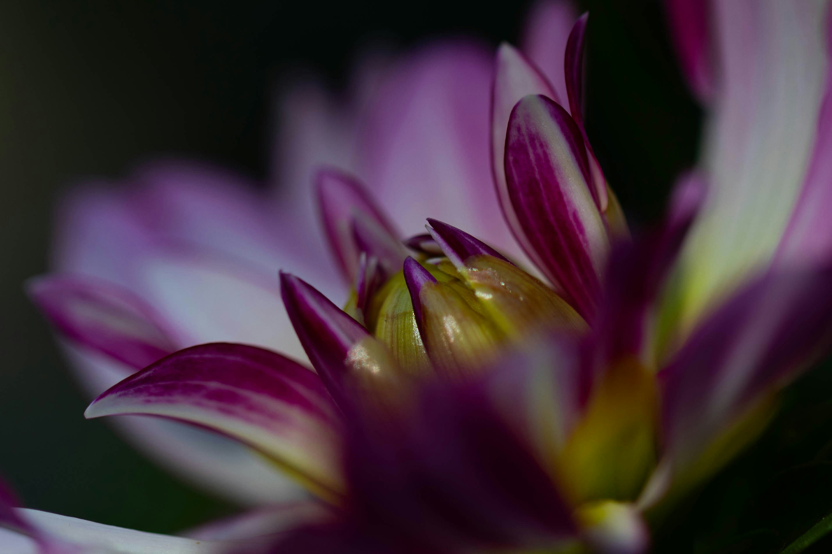 Petals Enveloped in Velvet Shade