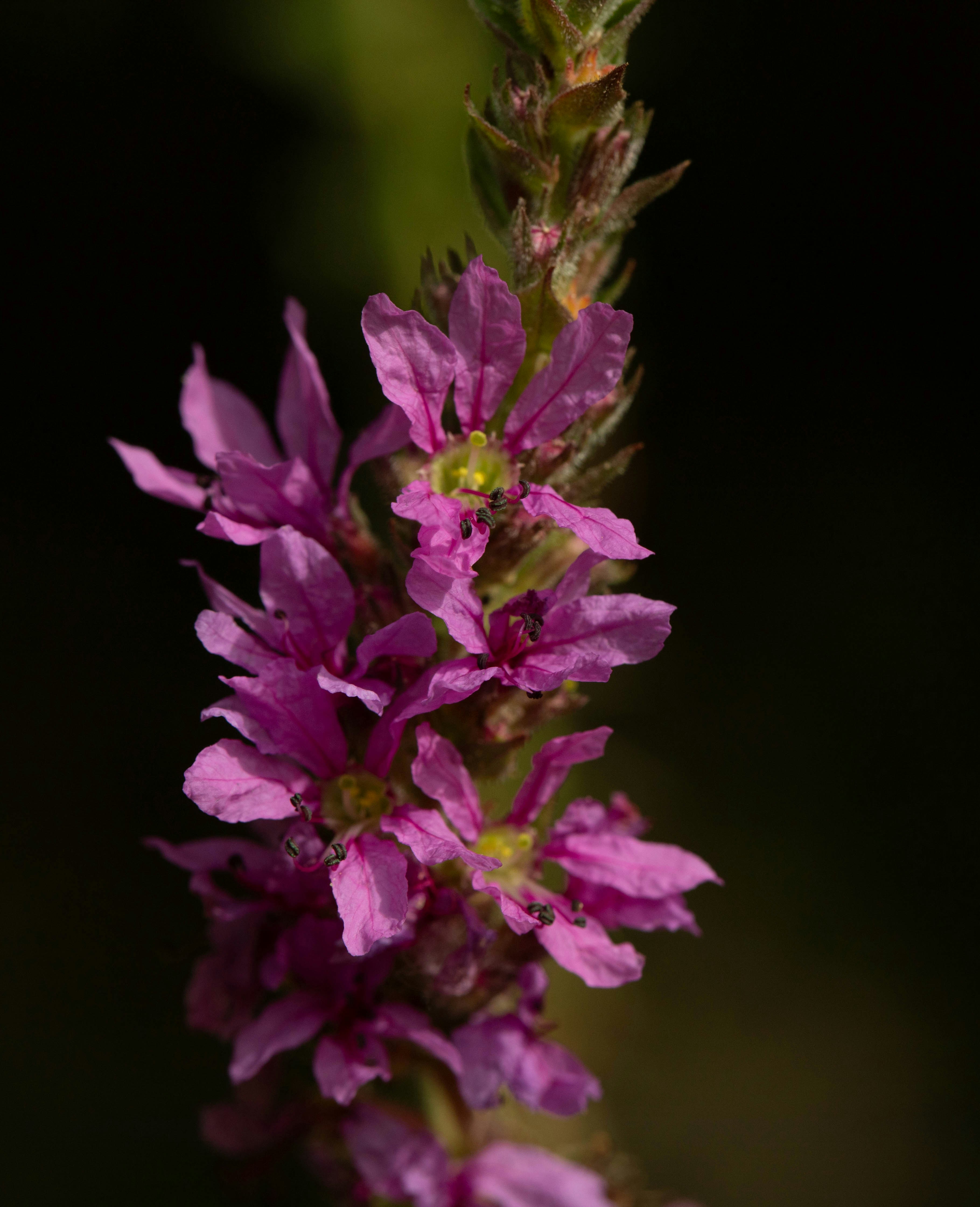 Magenta Spike: Close-Up of a Tall Heather Bloom