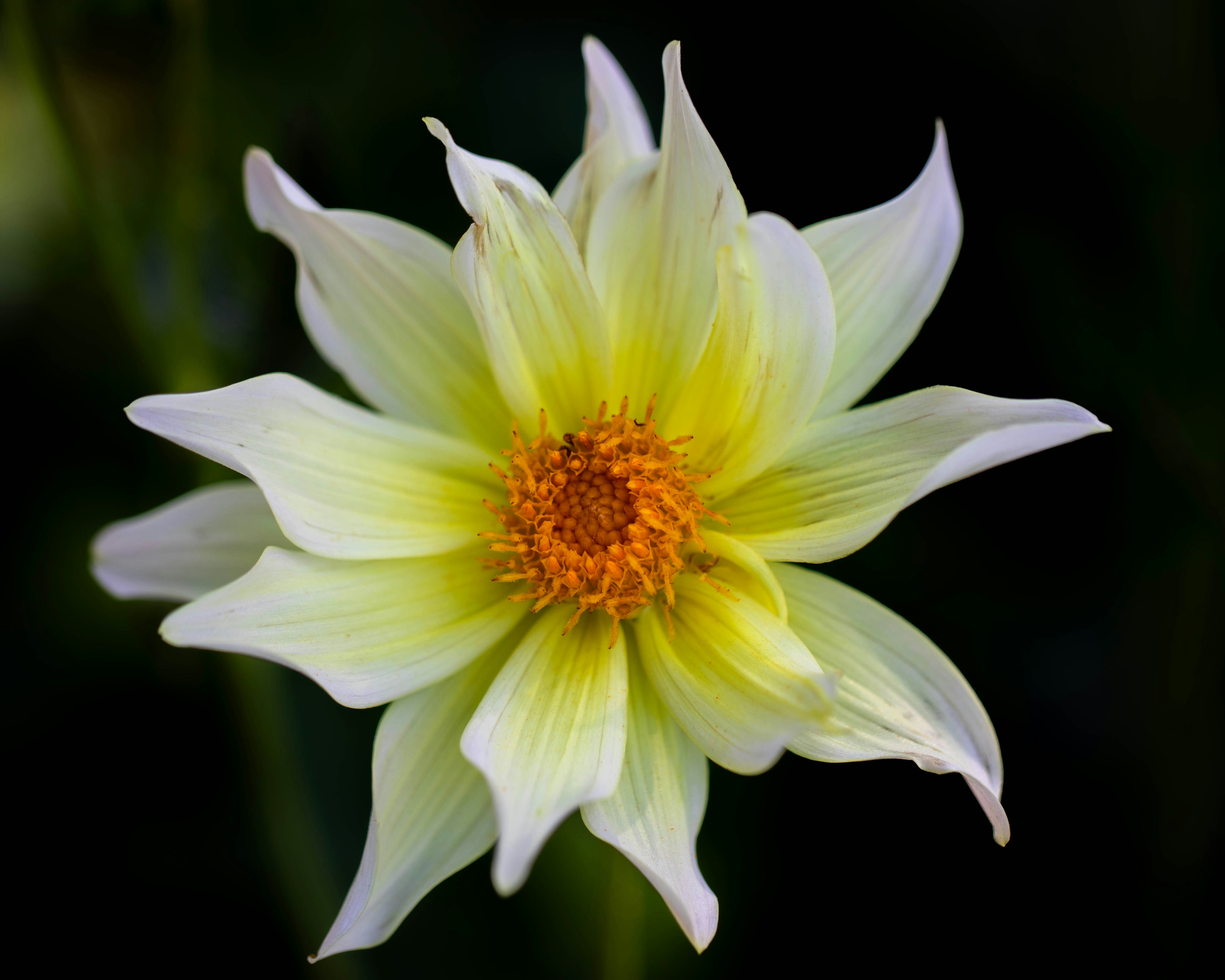 Sunlit Dahlia: A pale bloom centered in soft darkness