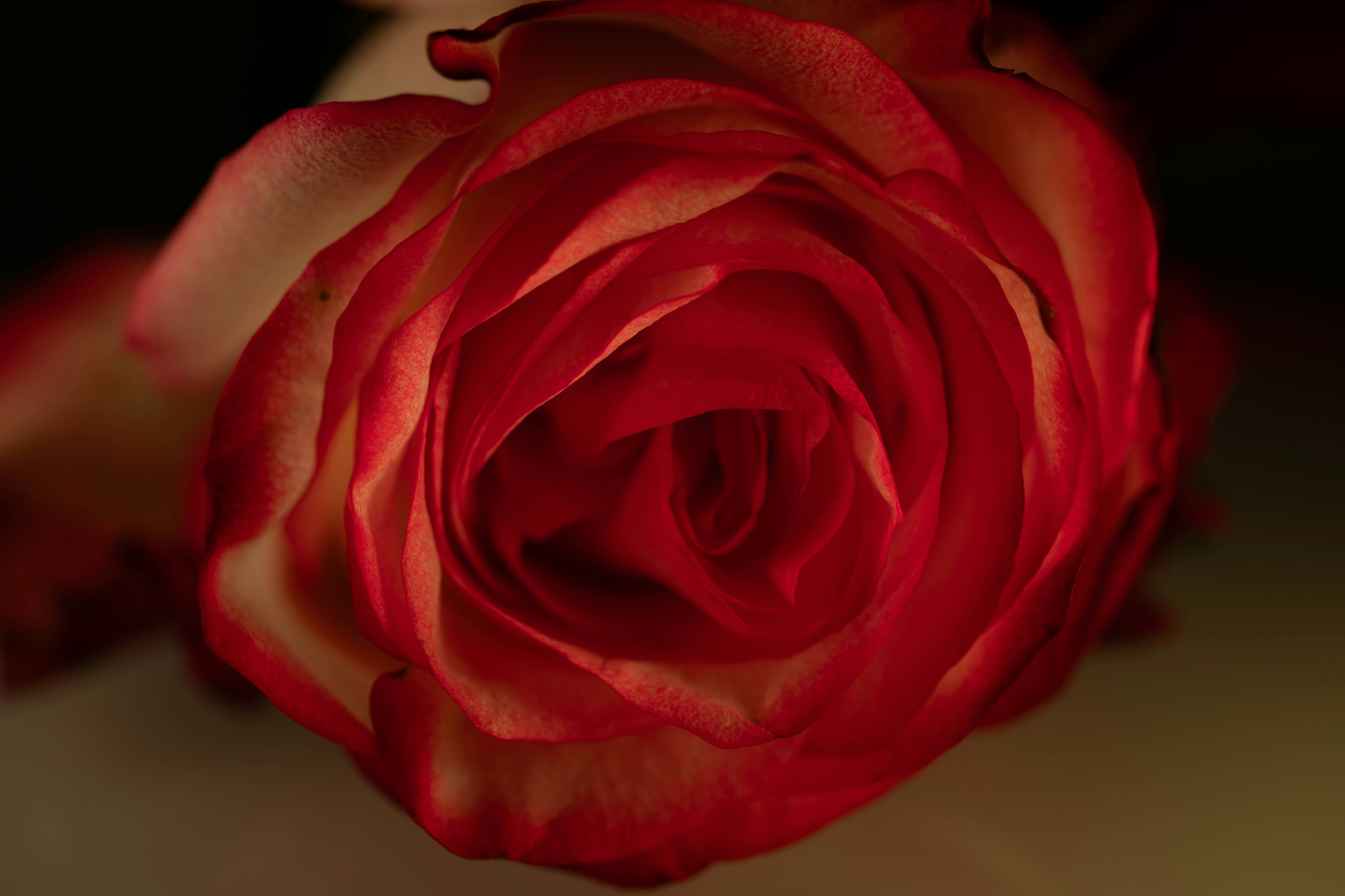 Crimson Spiral: A Close-Up Rose in Velvet Darkness