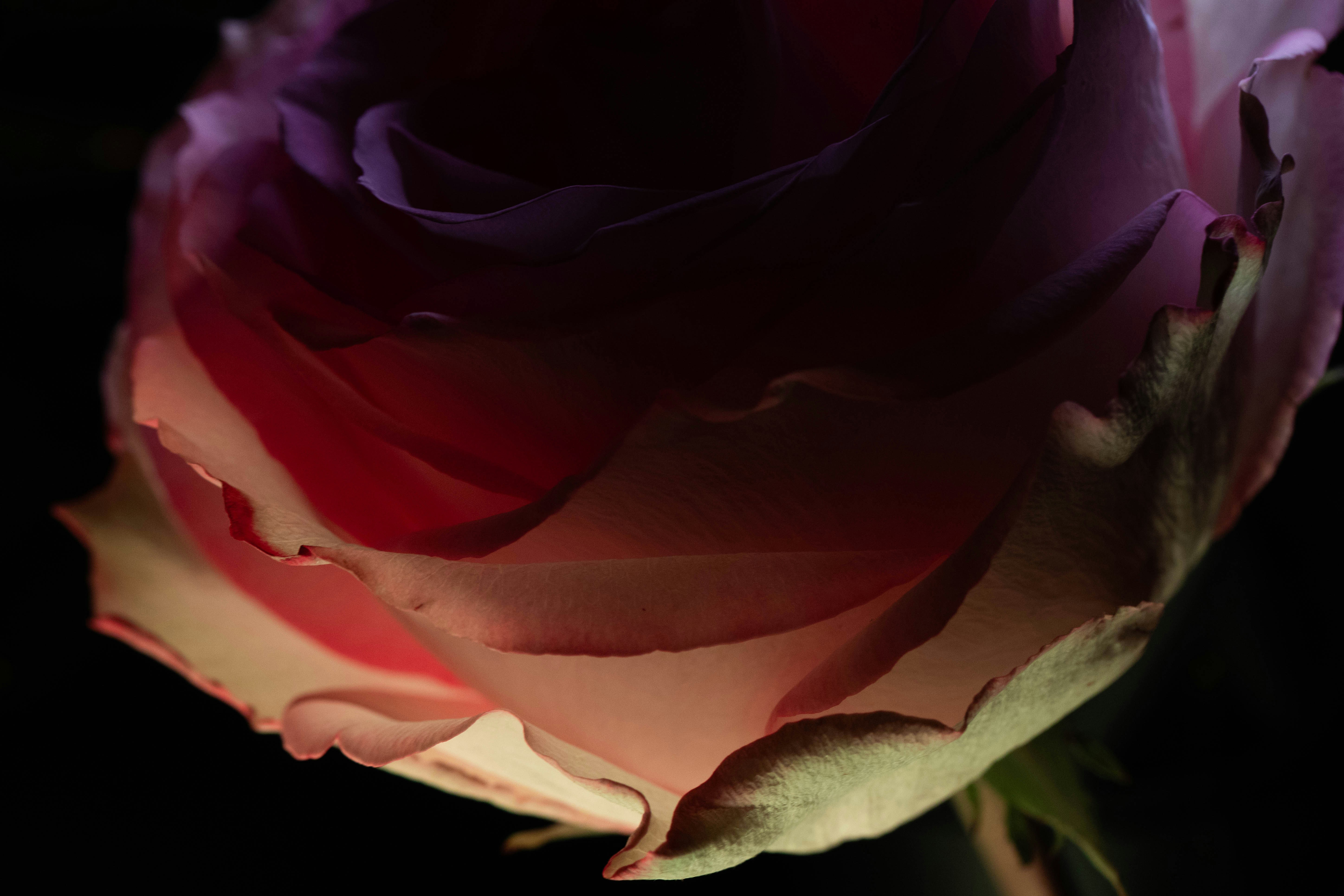 Petal Prism: A Rose in Quiet Light