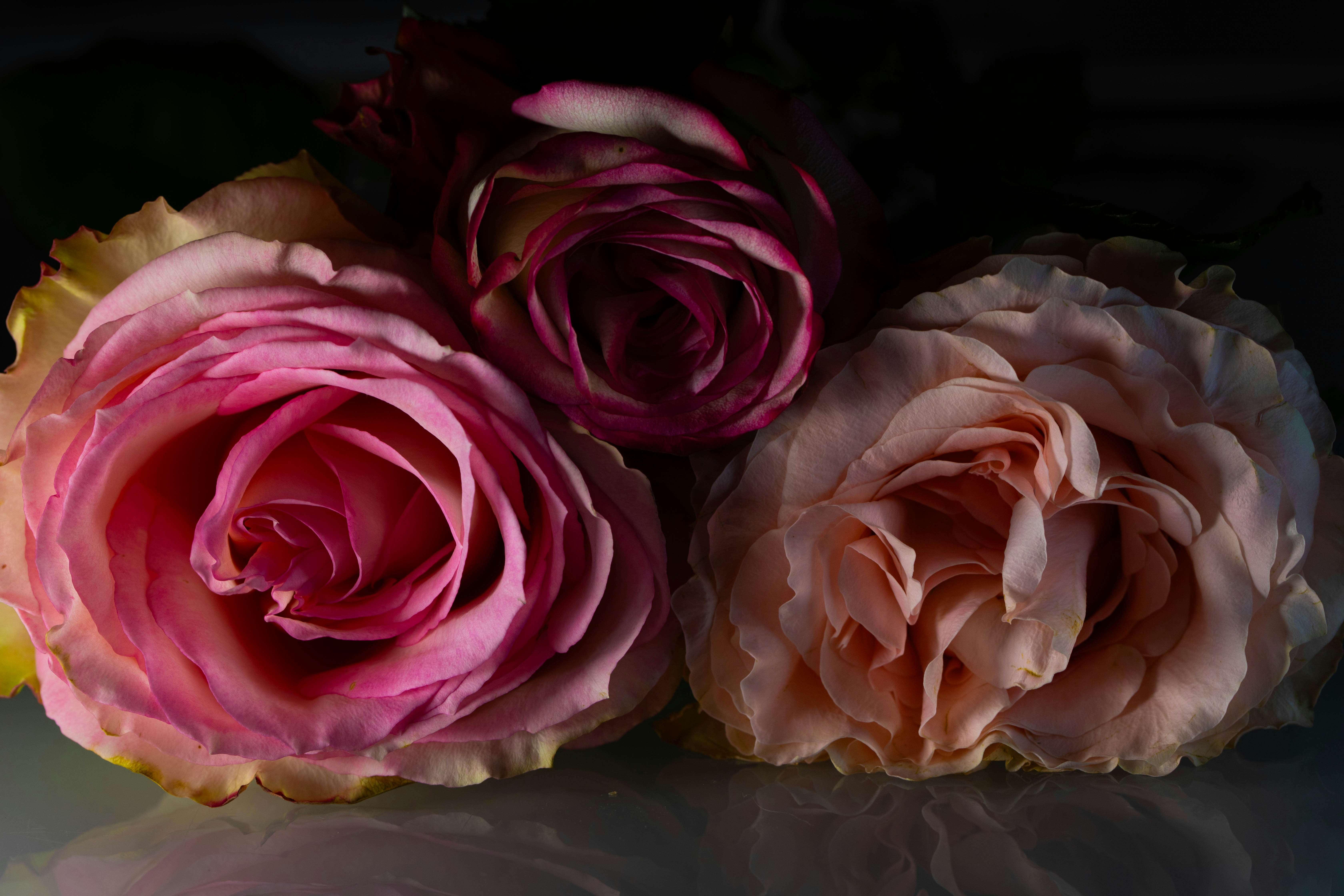Petals in Partial Spotlight: A Trio of Roses Resting on a Reflective Surface