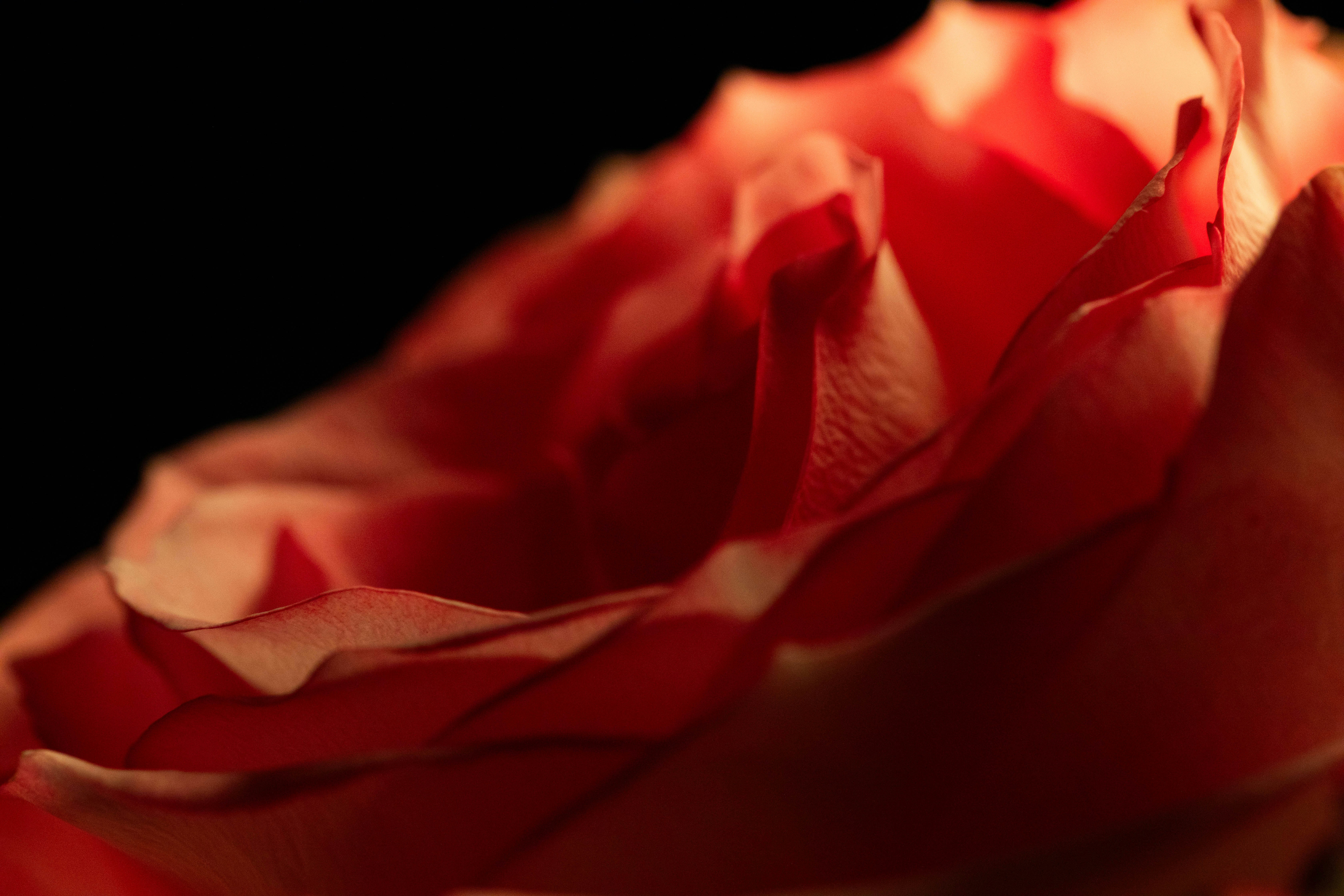 Crimson Petal in Shadow: A Roselike Macro Moment