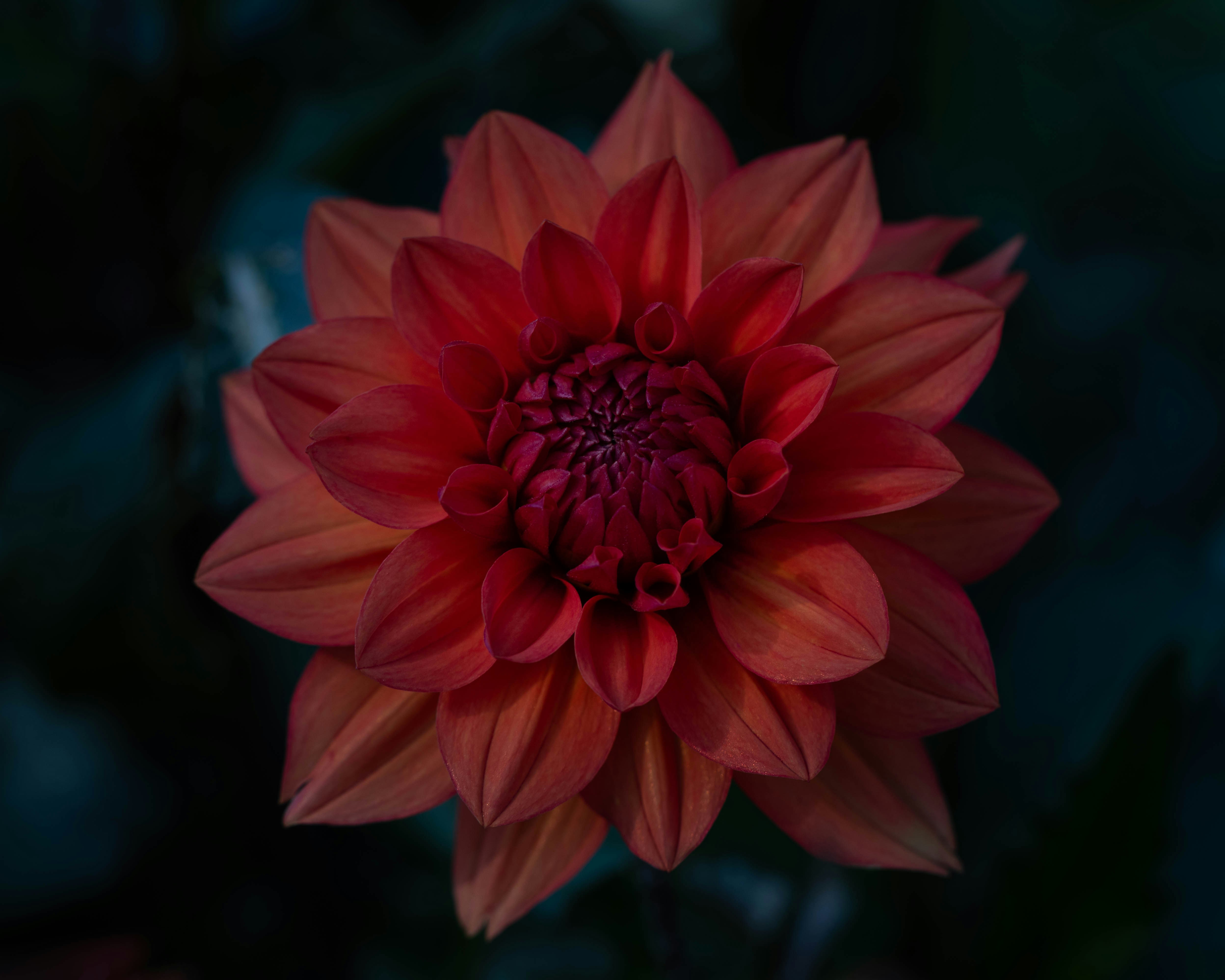 Crimson Bloom: A Dahlia in Velvet Shadows