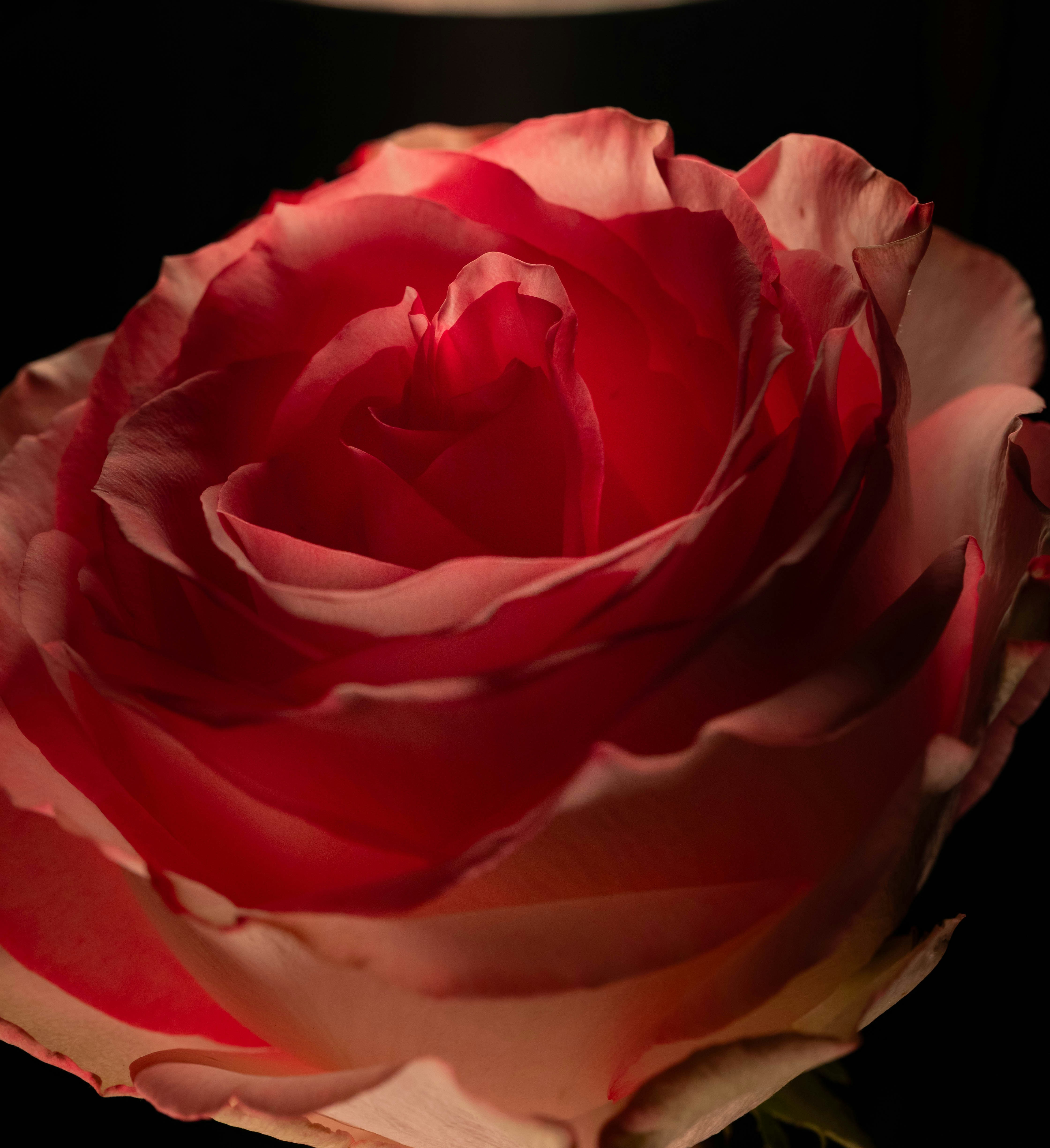 Crimson Bloom in Focus: A Close-Up of Petal Drama