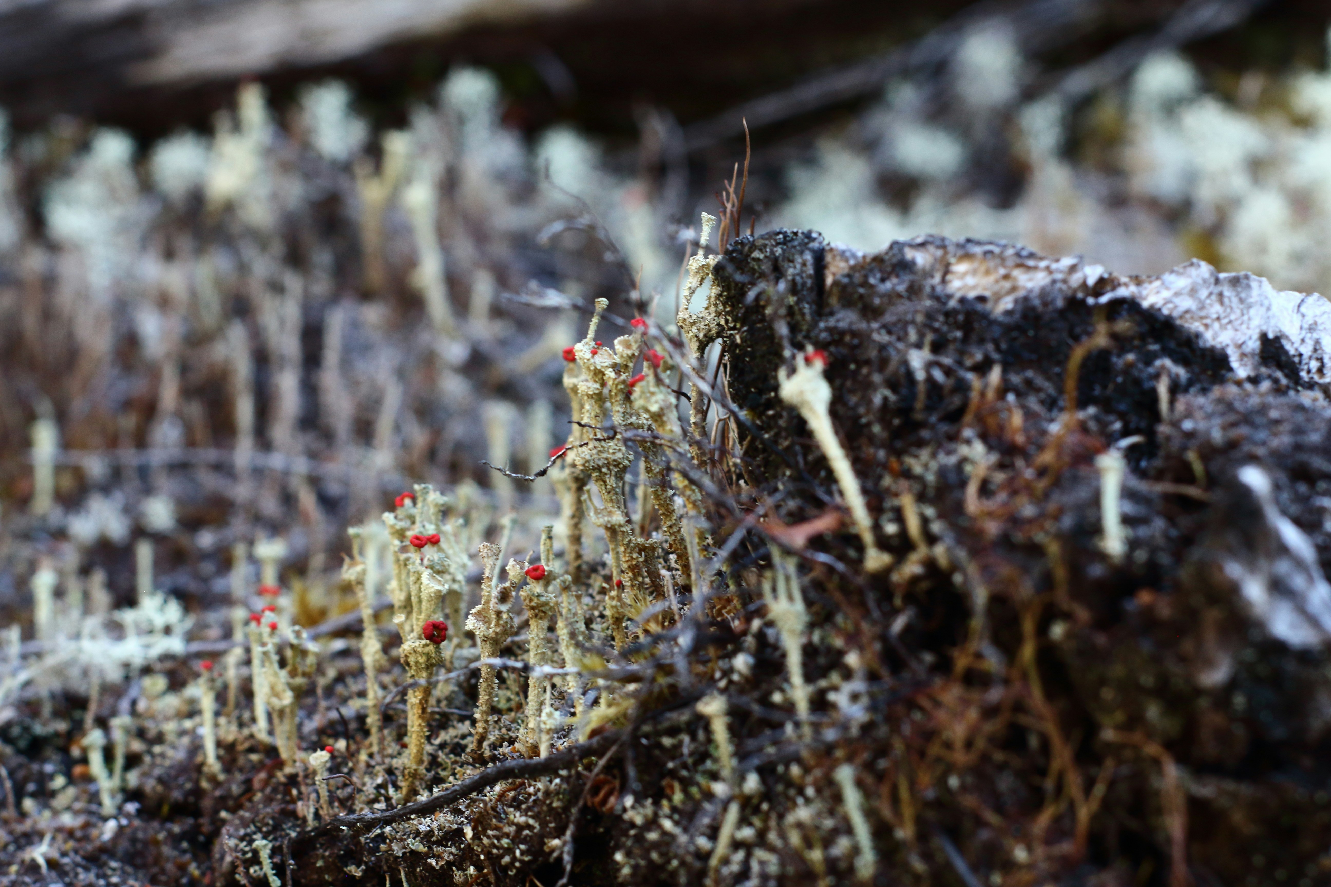 Mossy Forest Floor: Tiny Red Berries Amid Lichen