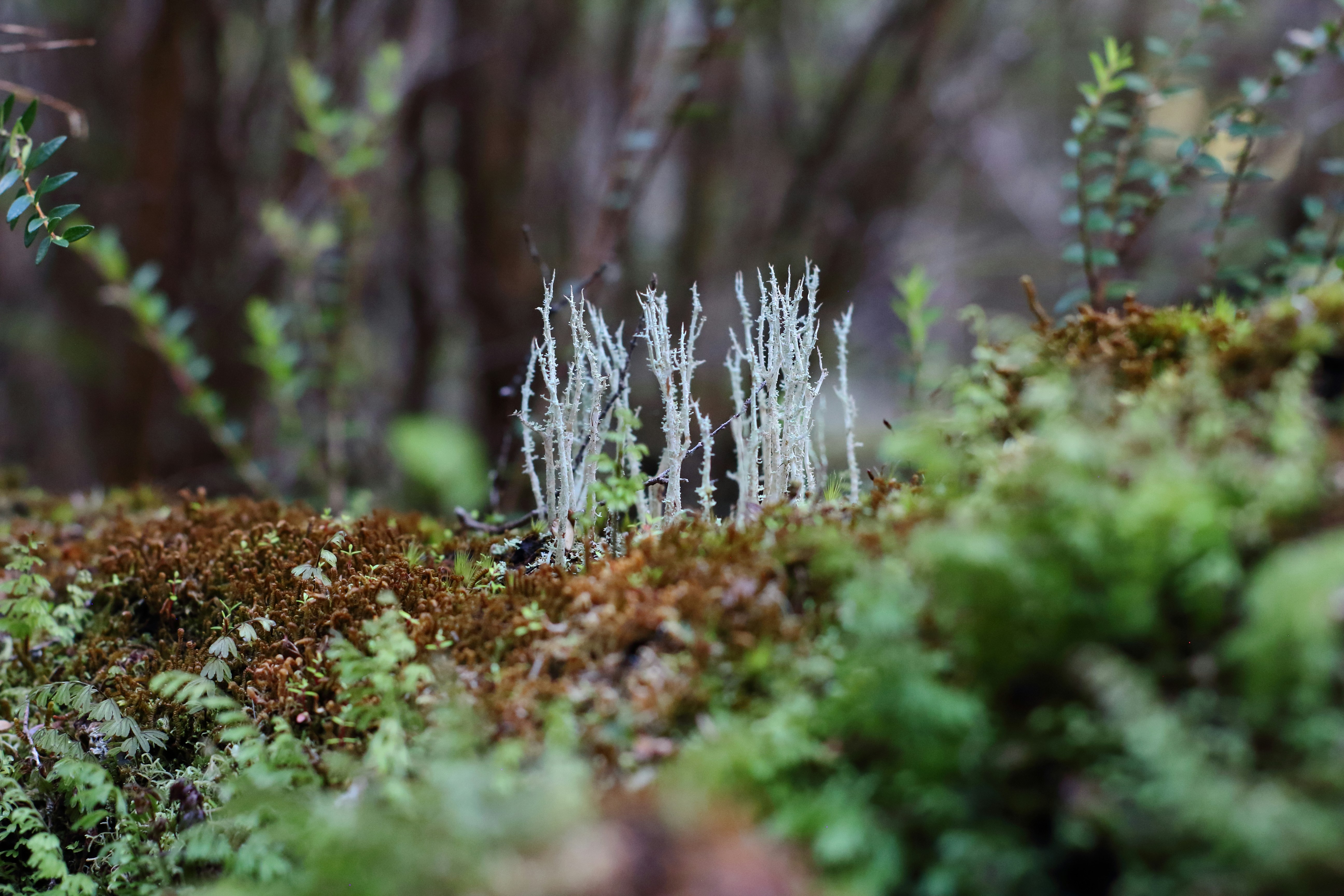 Mossy forest floor with delicate pale stalks rising among green and brown vegetation; a quiet, close-up scene emphasizing texture and subtle color variation.