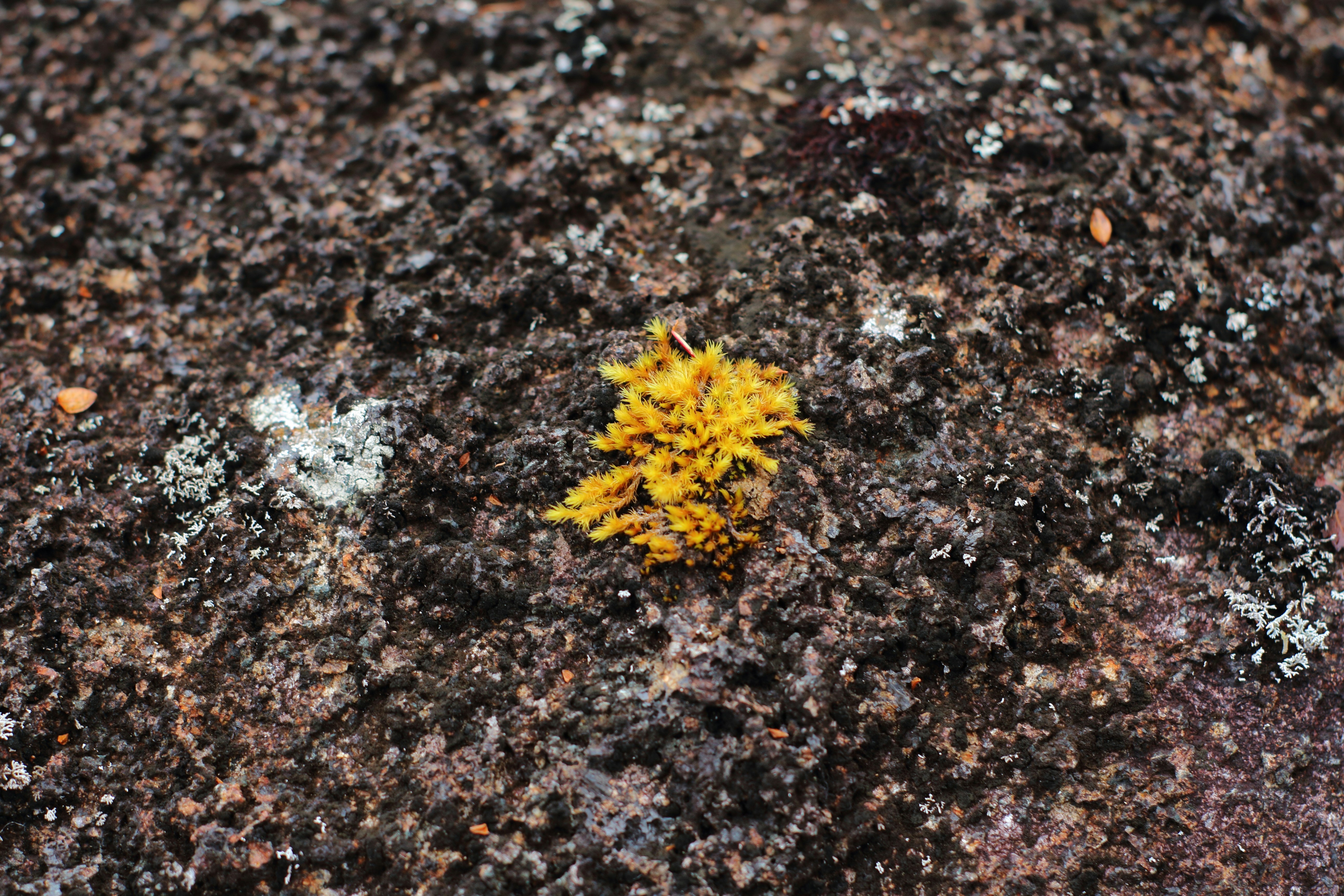 Yellow Moss Jewel on Weathered Rock