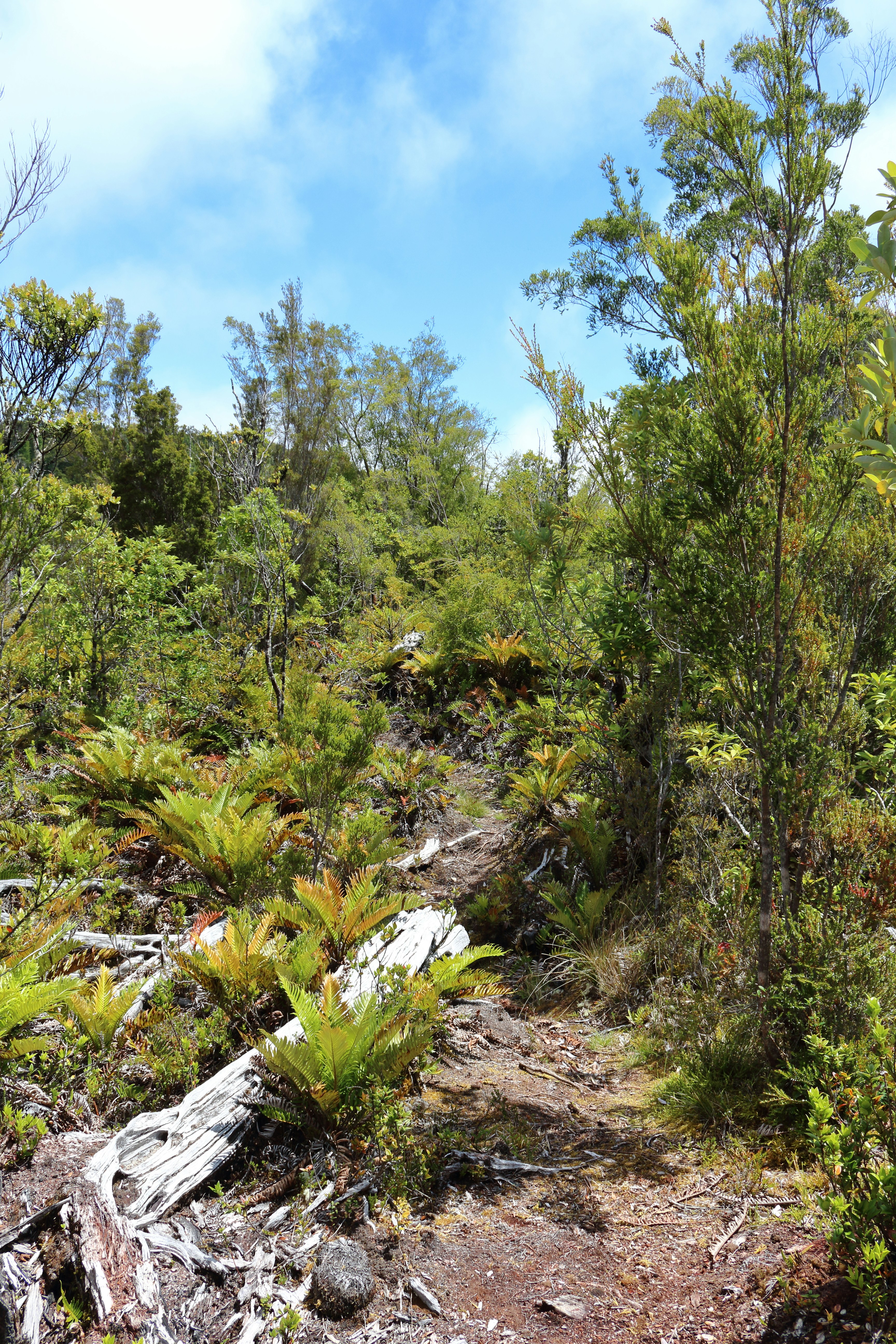 Forest Pathway Through Ferns Under a Bright Sky