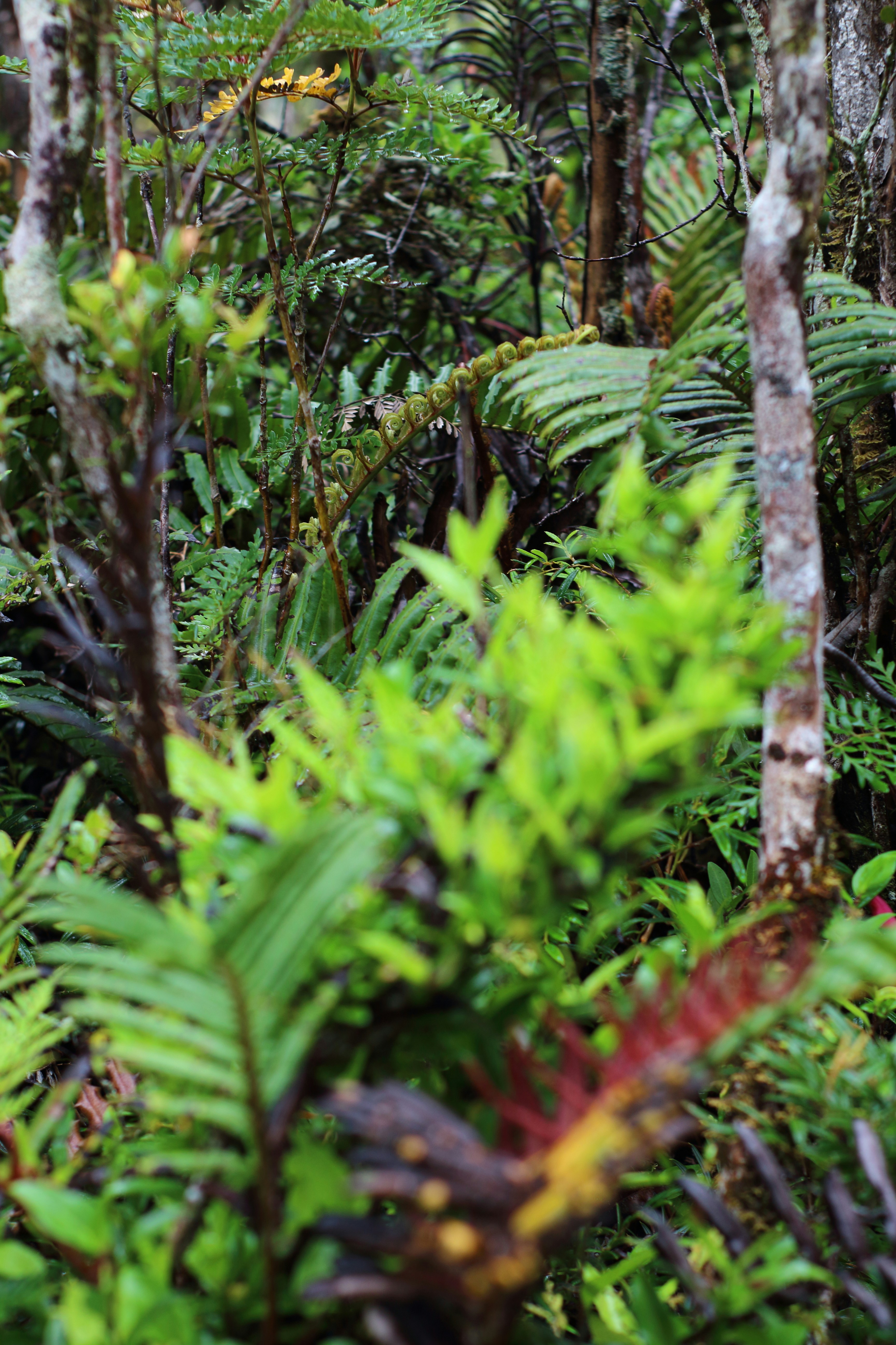 Emerald Understory: Ferns and Brocade Leaves in a Dark Garden
