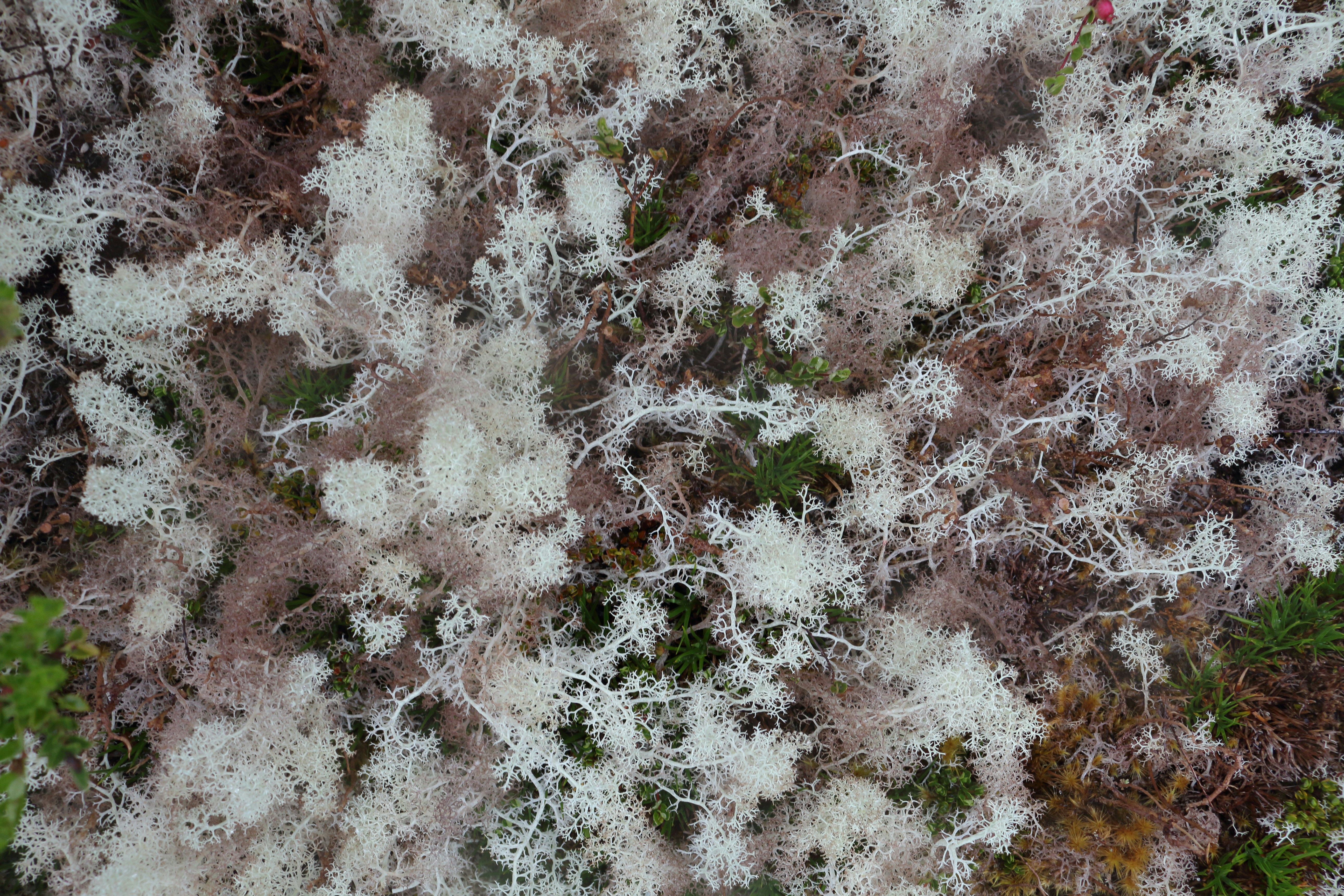 Winter Choir of Dwarf Trees: A Velvet Carpet of White Foliage