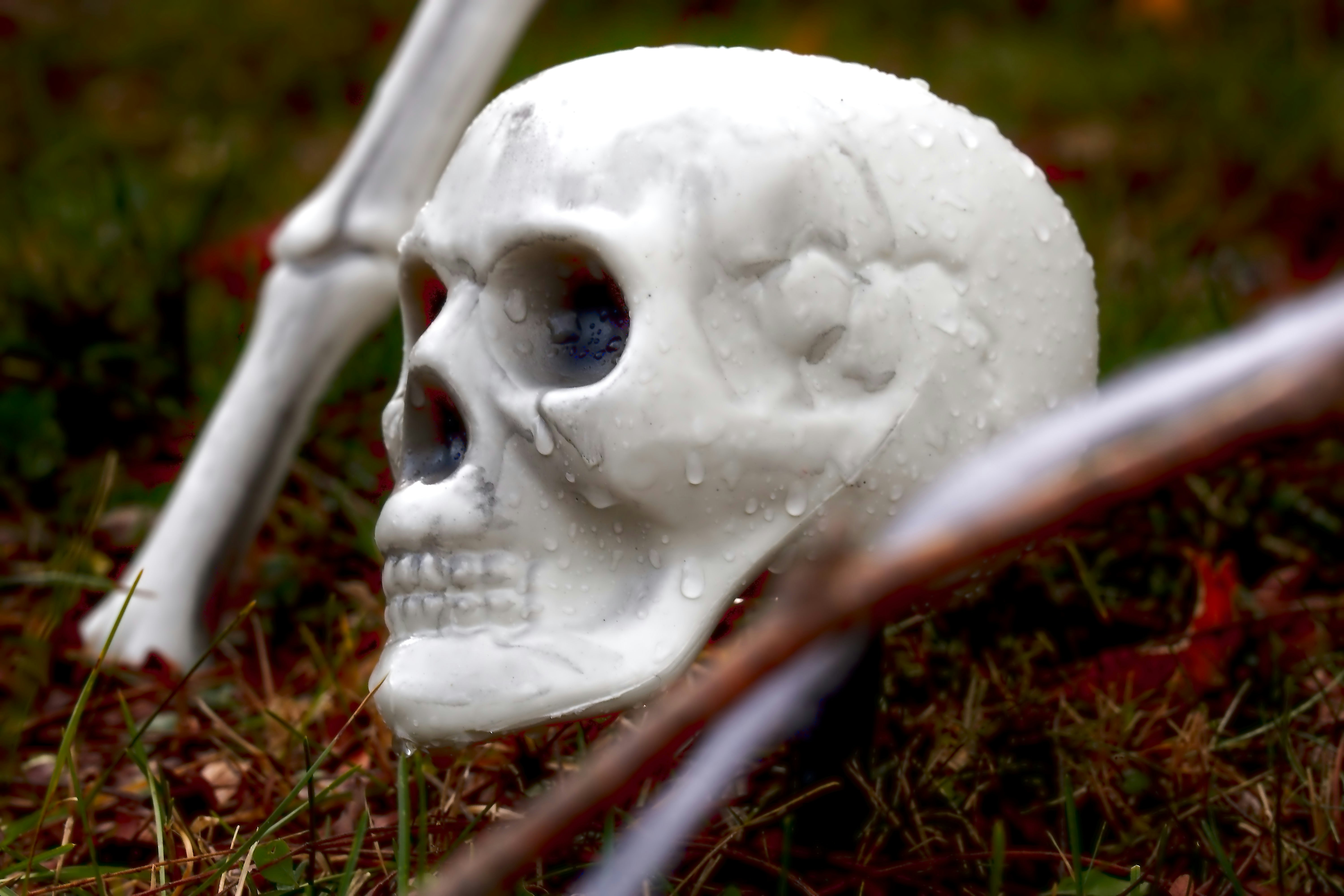 Ghostly Skull in a Garden of Debris