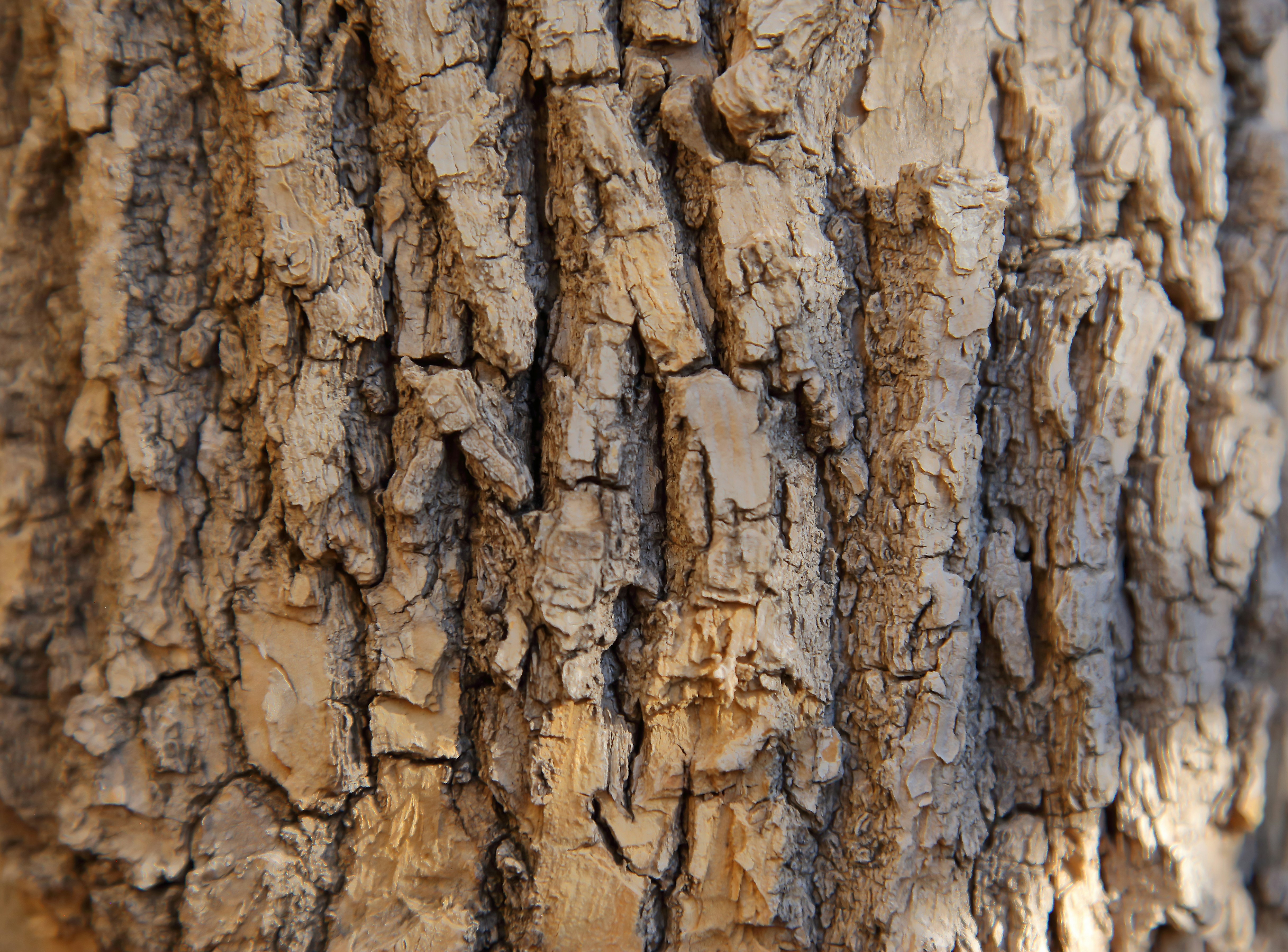 Rugged Bark: A Macro Portrait of Cracked Tree Armor