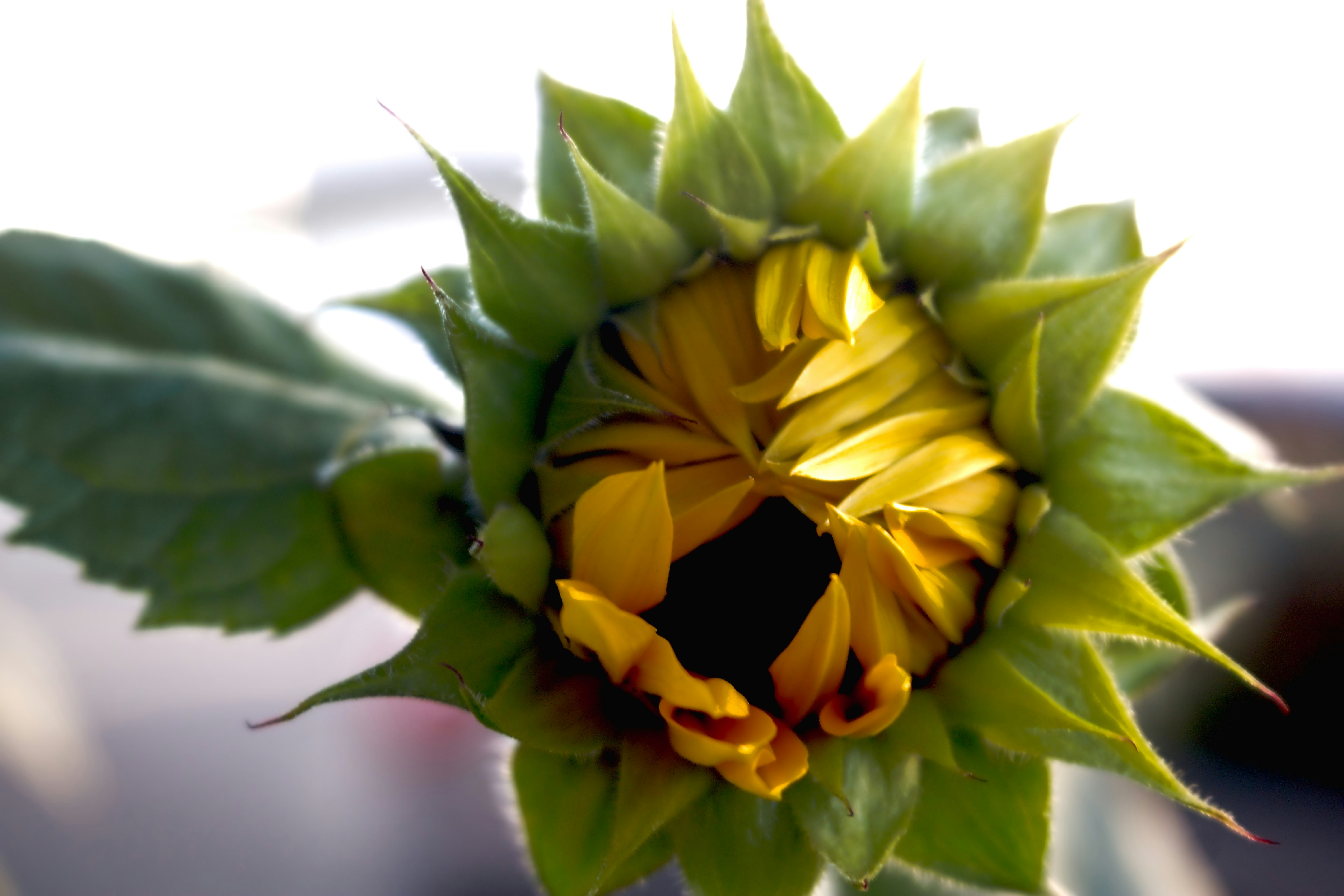 Close-up of a sunflower bud with yellow petals peeking through green sepals, macro-like composition emphasizing the central cavity and surrounding bracts.