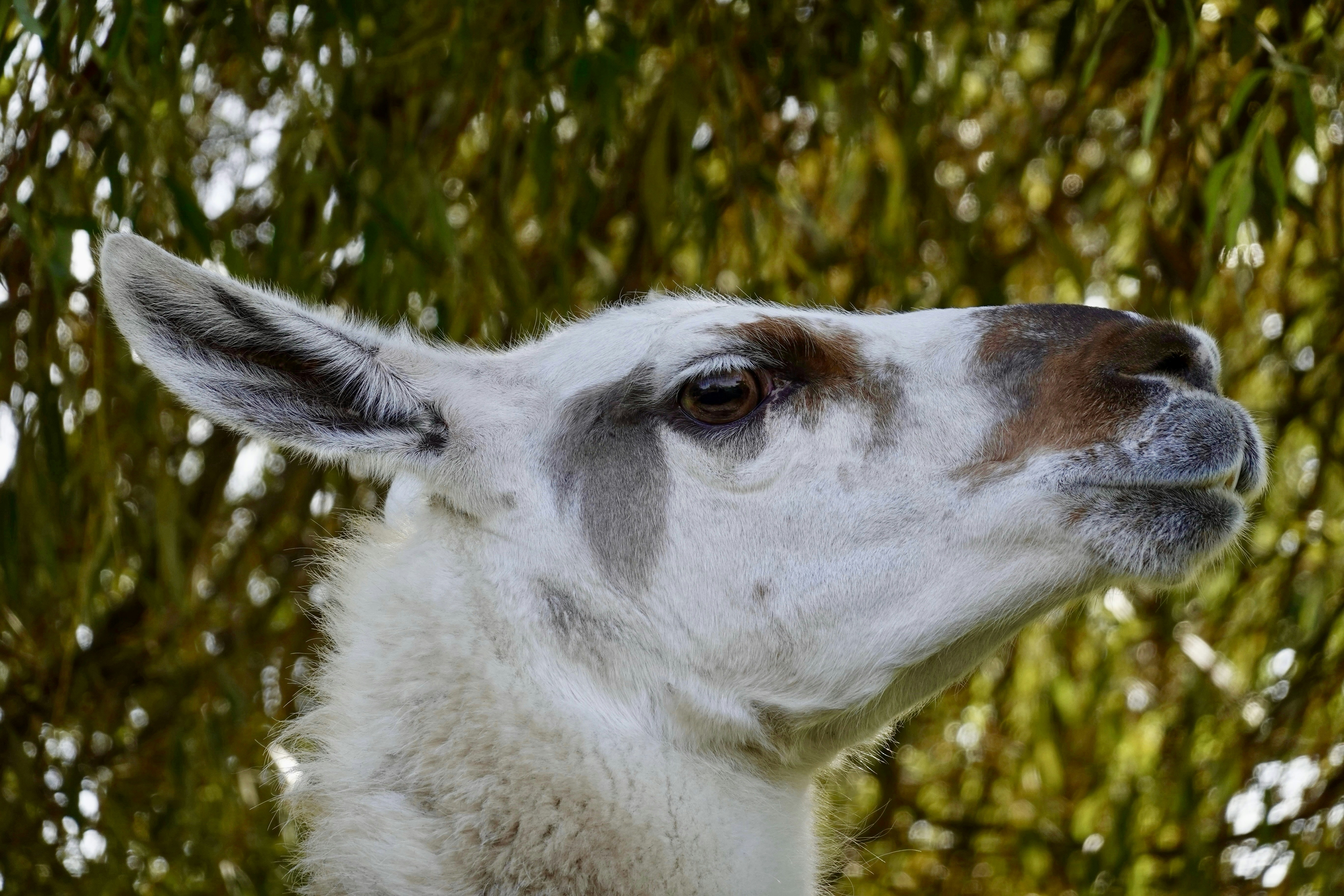 Llama in Profile: Quiet Contemplation with a Vista of Foliage