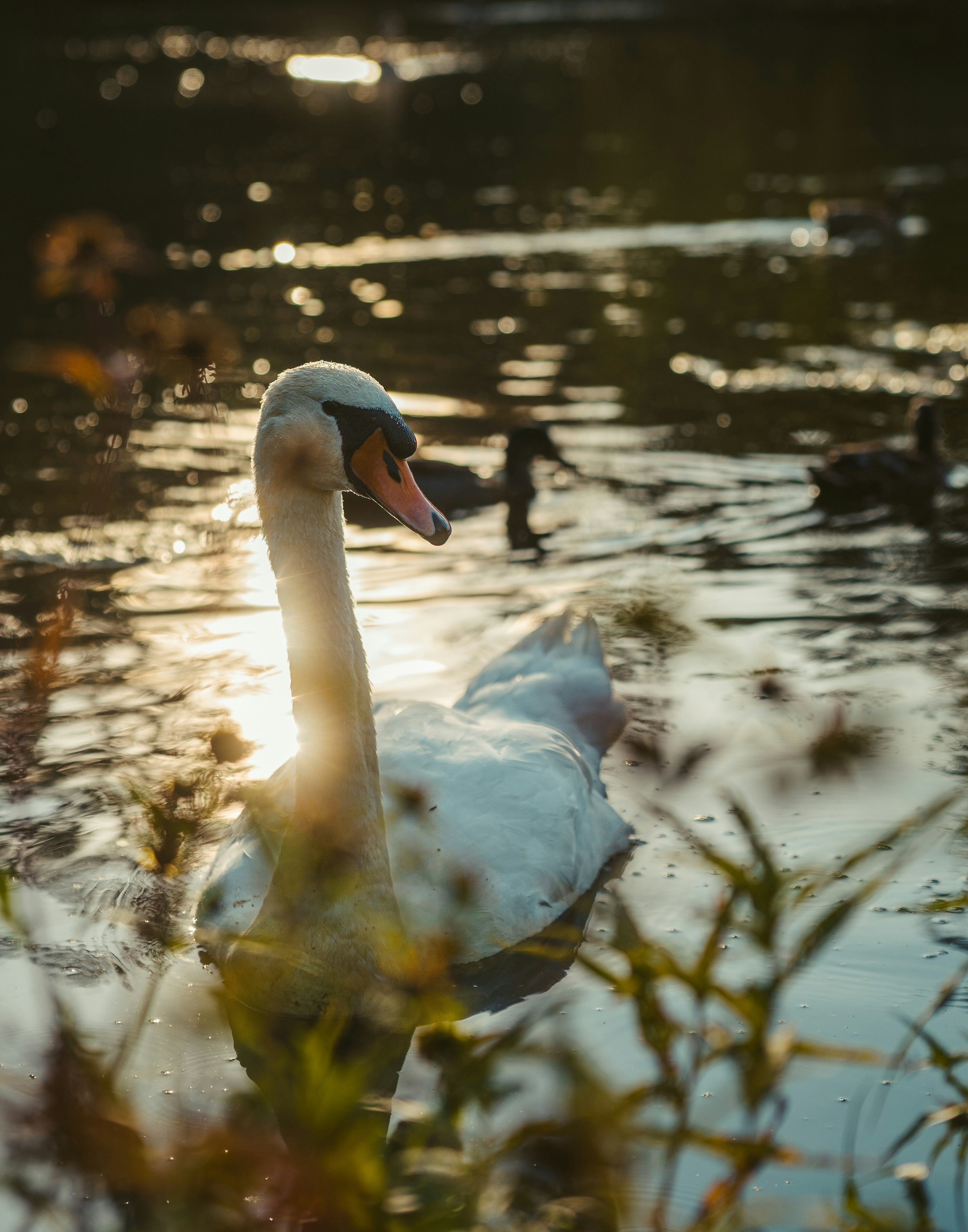 Sunlit Swan: Quiet Majesty on a Glimmering Pond