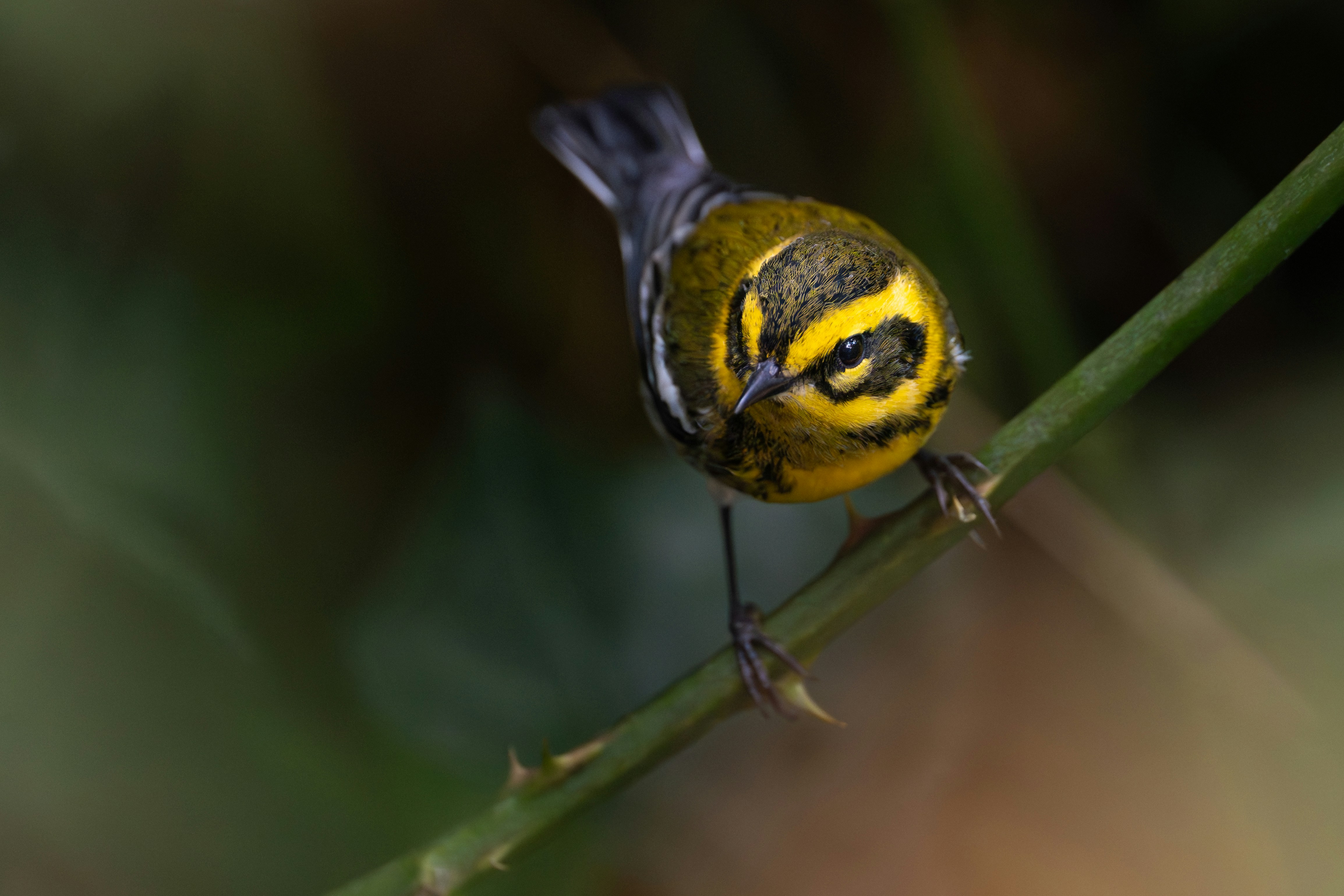 A small yellow-throated bird clings to a thin green stem, its vivid plumage and dark eye-ring standing out against a softly blurred natural background.