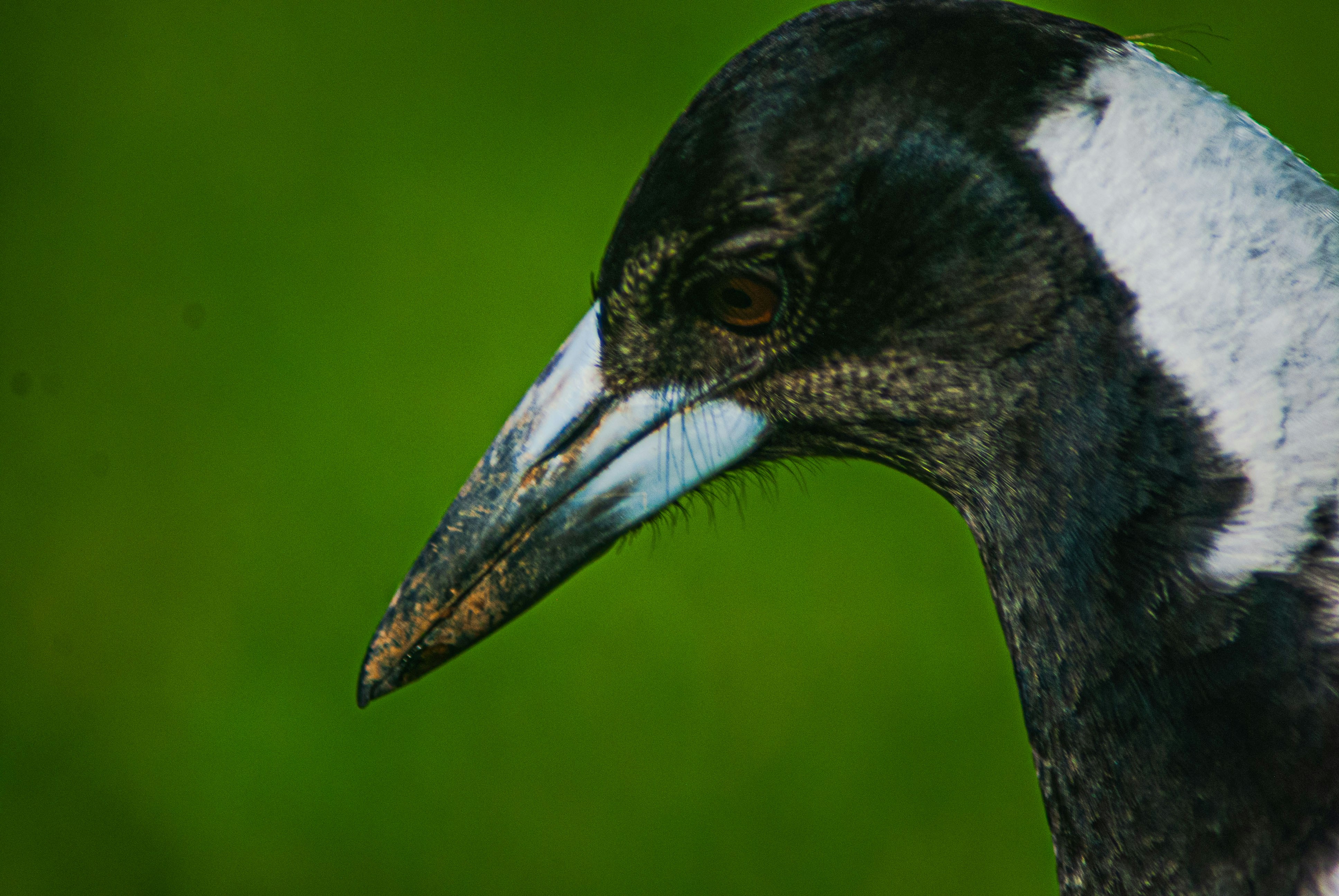 Close-up of a Black-crowned Pied Cormorant's curved beak against a green backdrop
