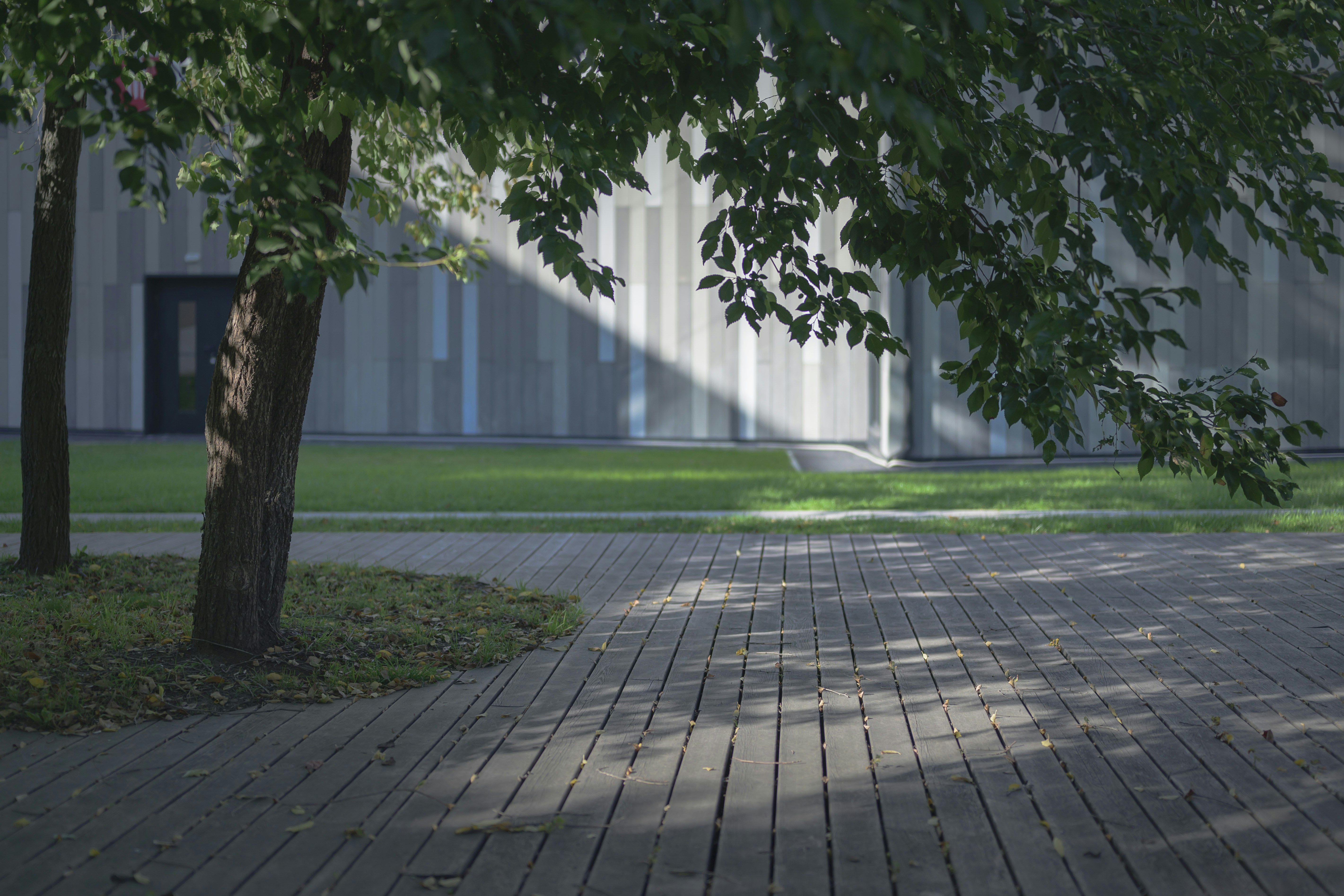 Shaded Pathway Framed by Trees Under a Modern Facade