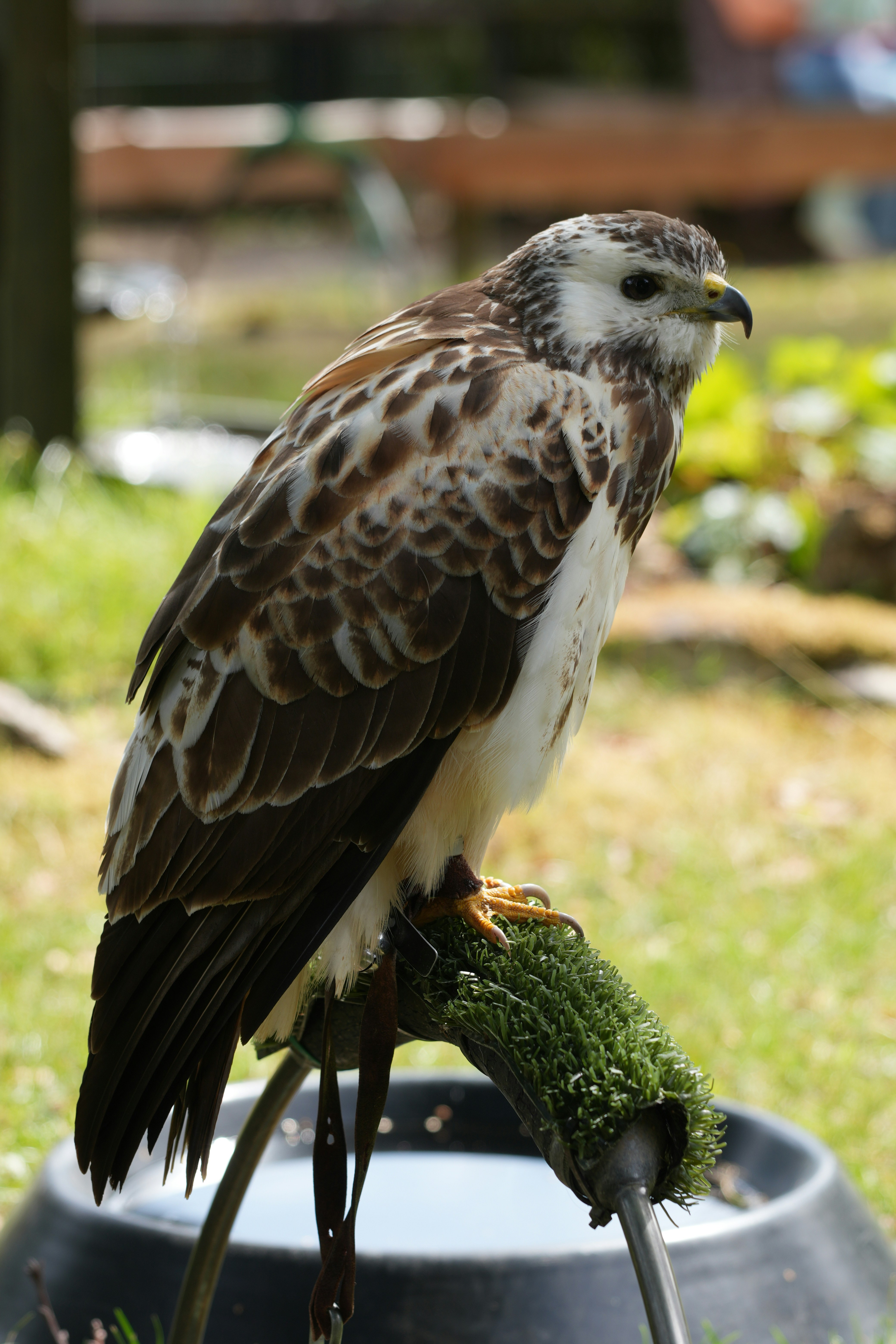 Perched Peregrine's Gaze: A Close-Enough Look