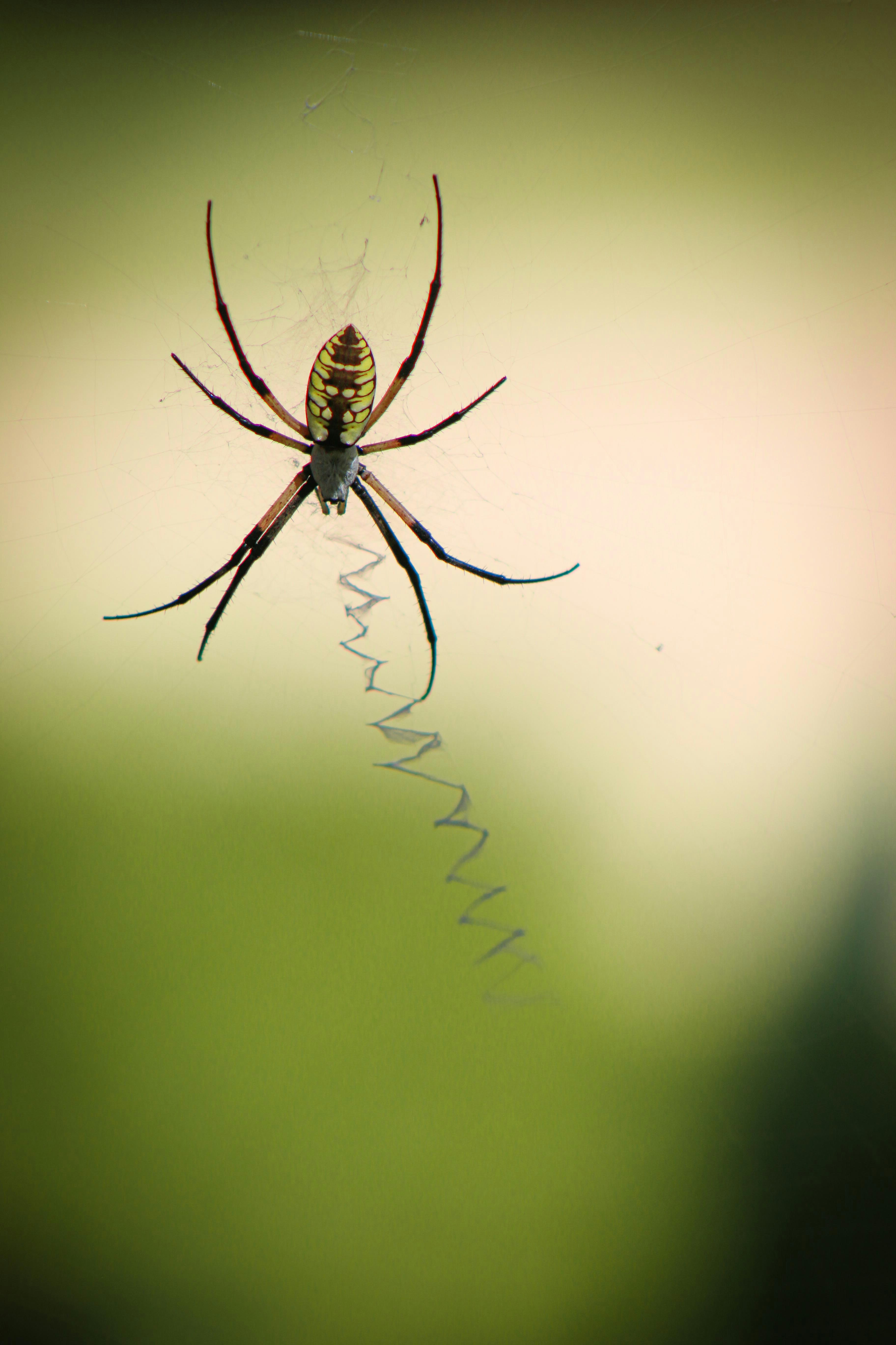 Silhouette of a Spider on a Winding Thread