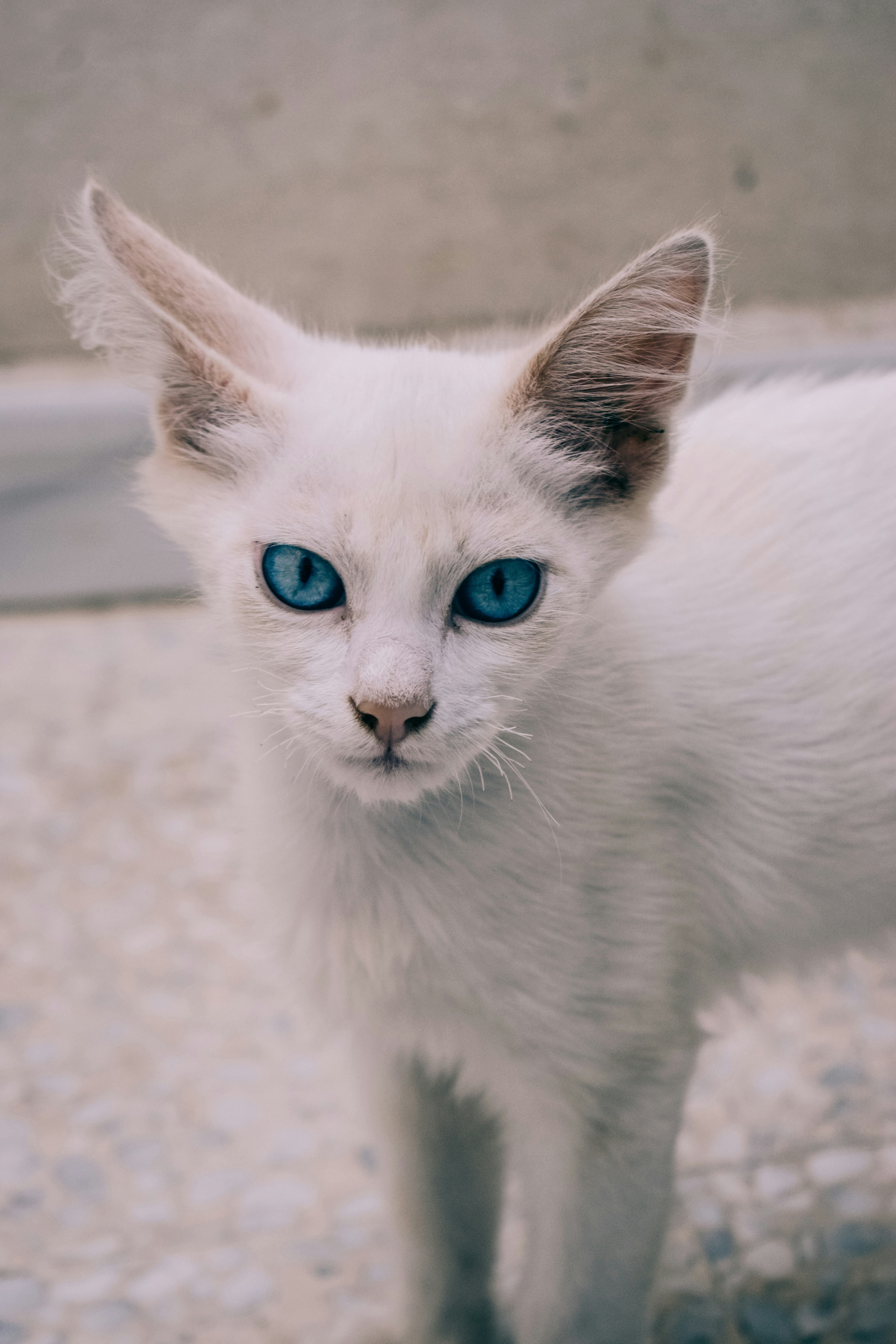 Azure-Gazed Kitten: A White Feline with Intense Cobalt Eyes