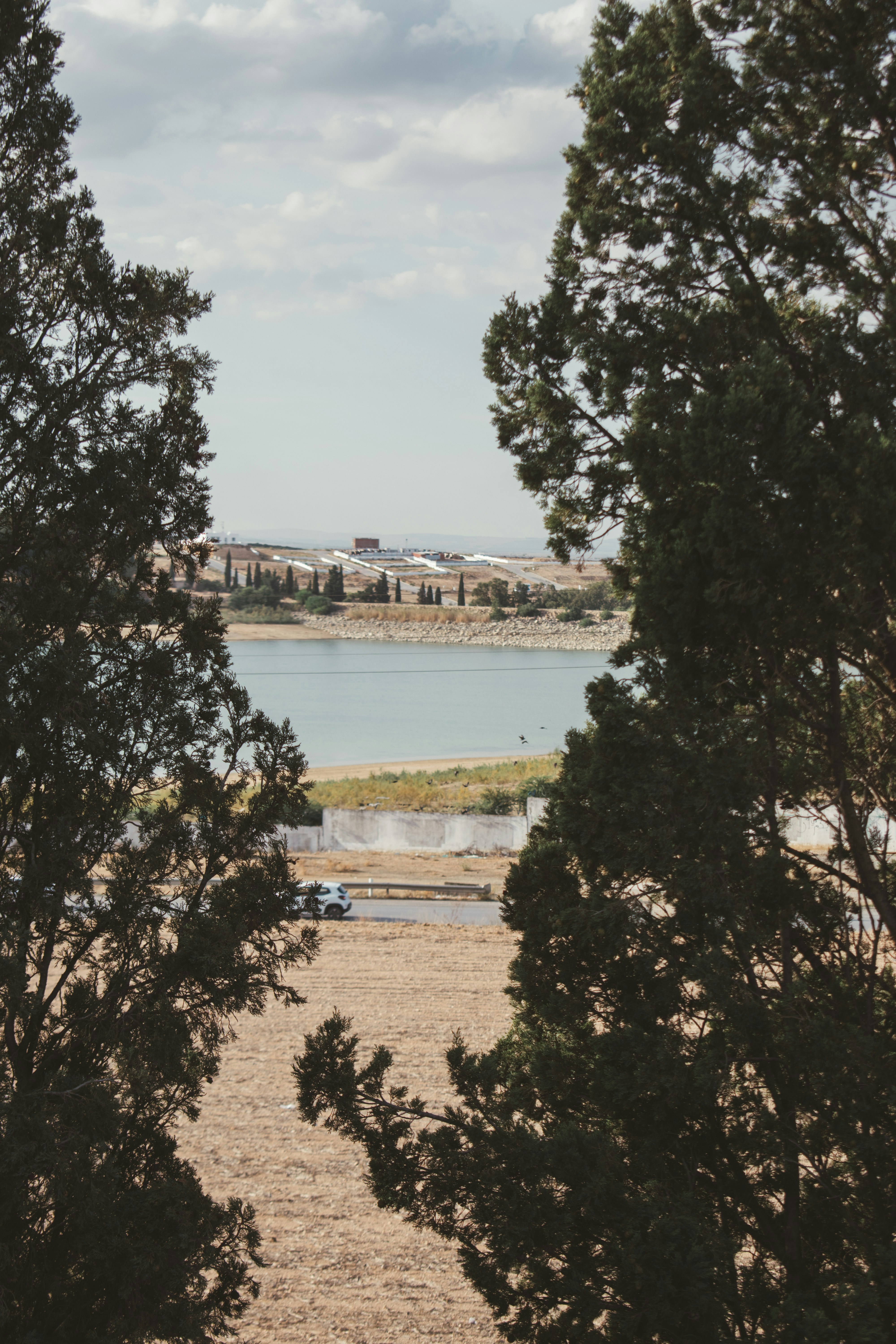 Through Framing Pines to a Quiet Vista by the Water