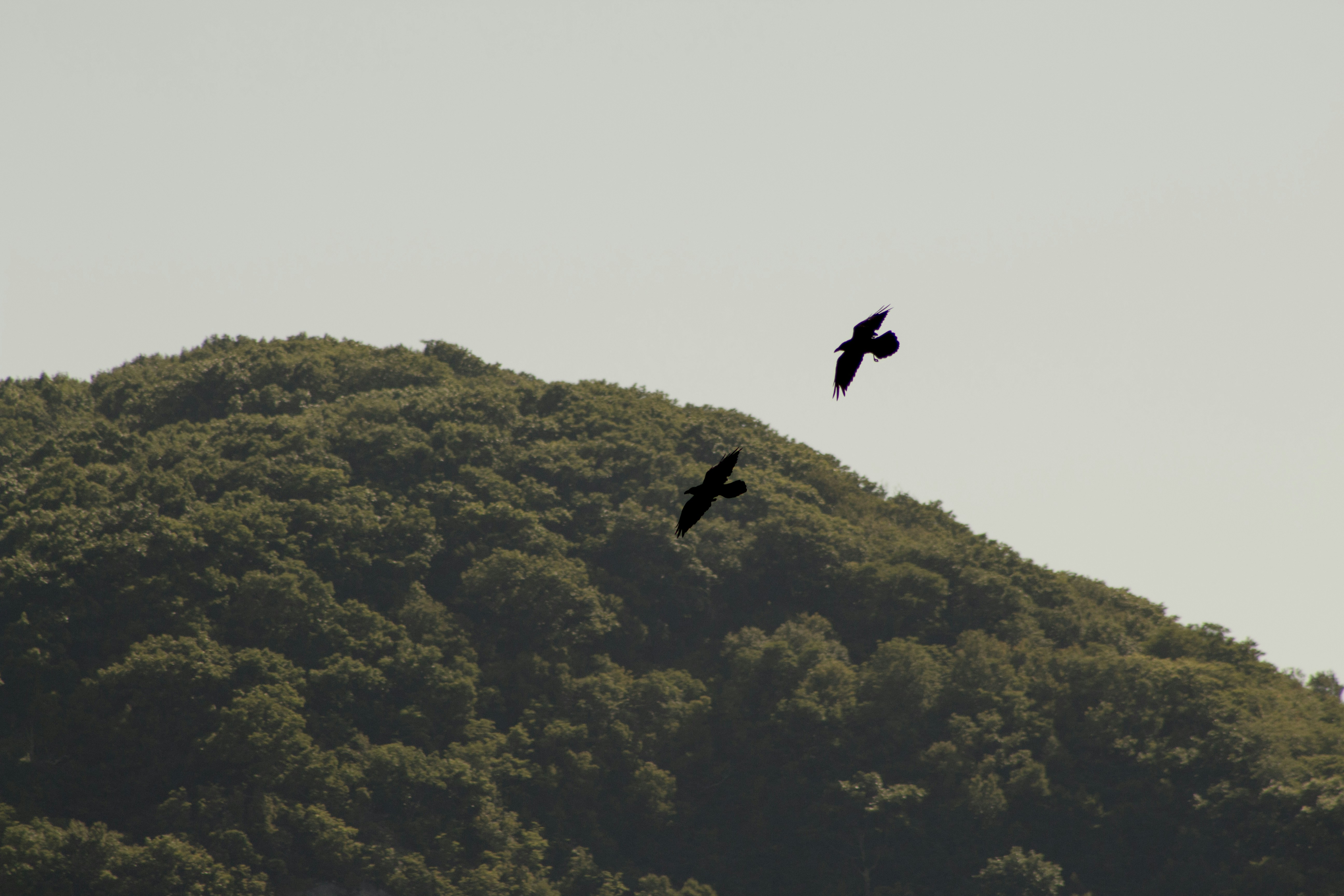 Two silhouettes over a forested ridge under a pale sky