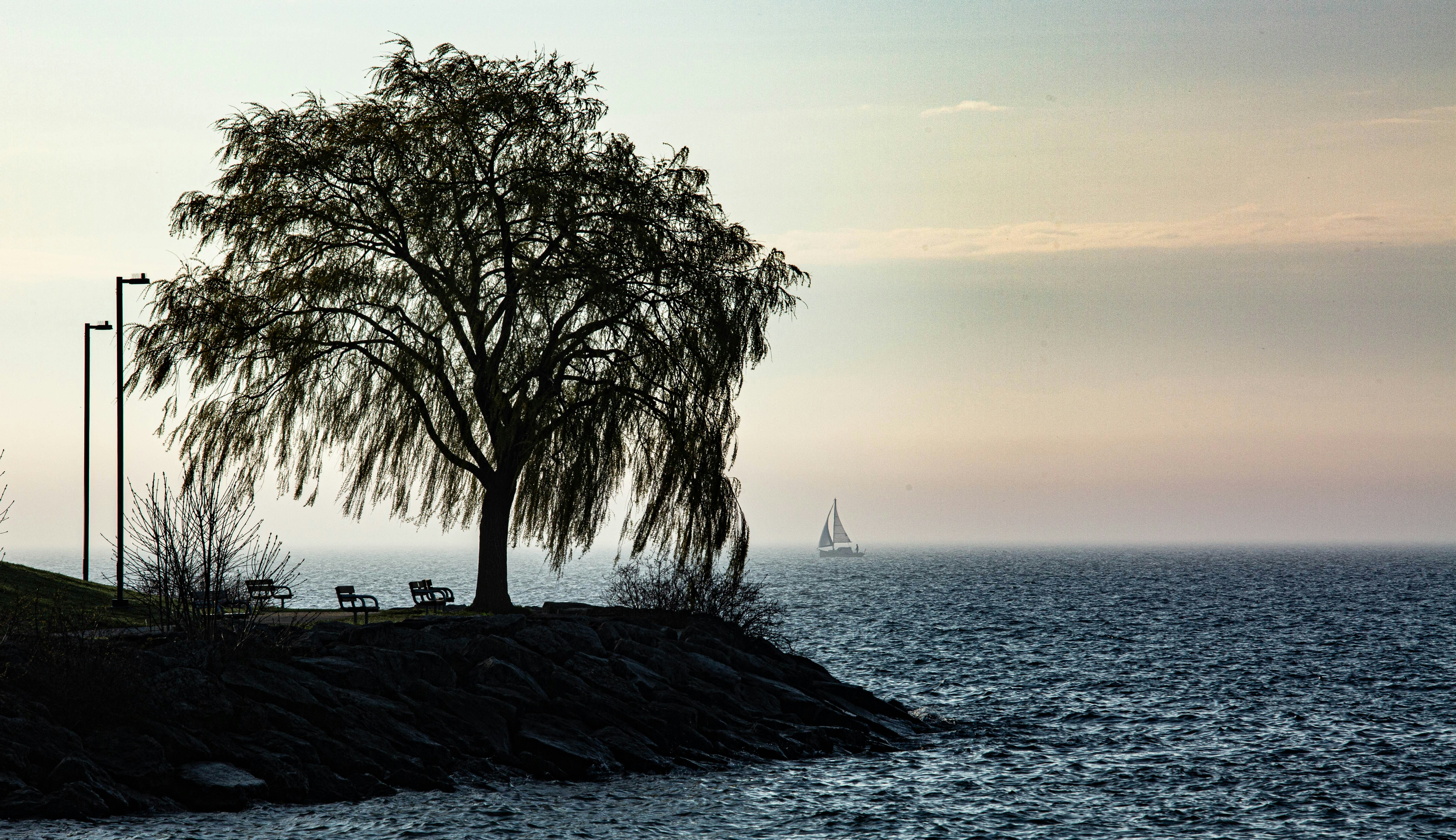 Silent Sentinel by the Shore: A Willow, a Sea of Quiet