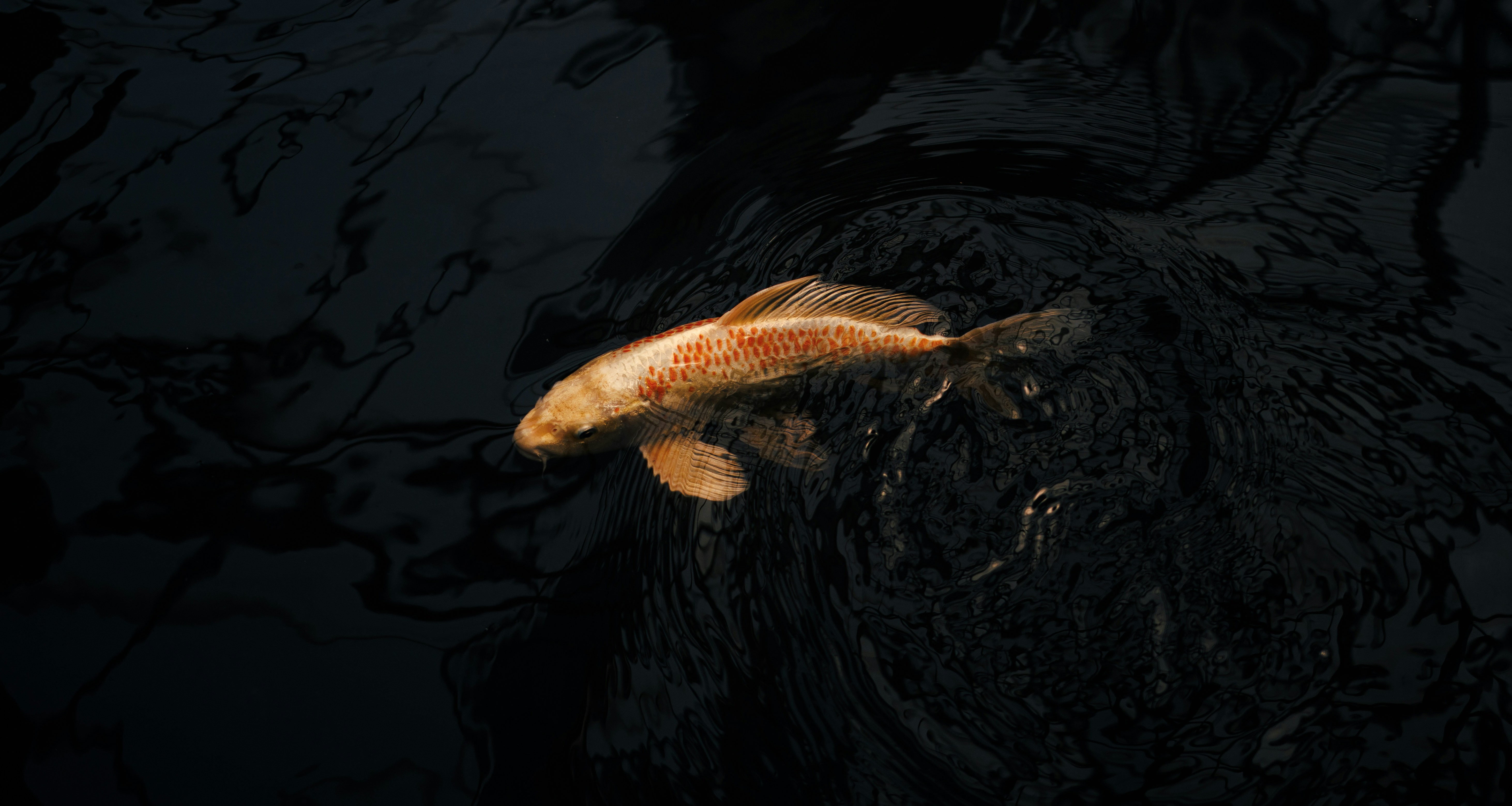 Silent Glow: A Koi drifting through ink-dark water