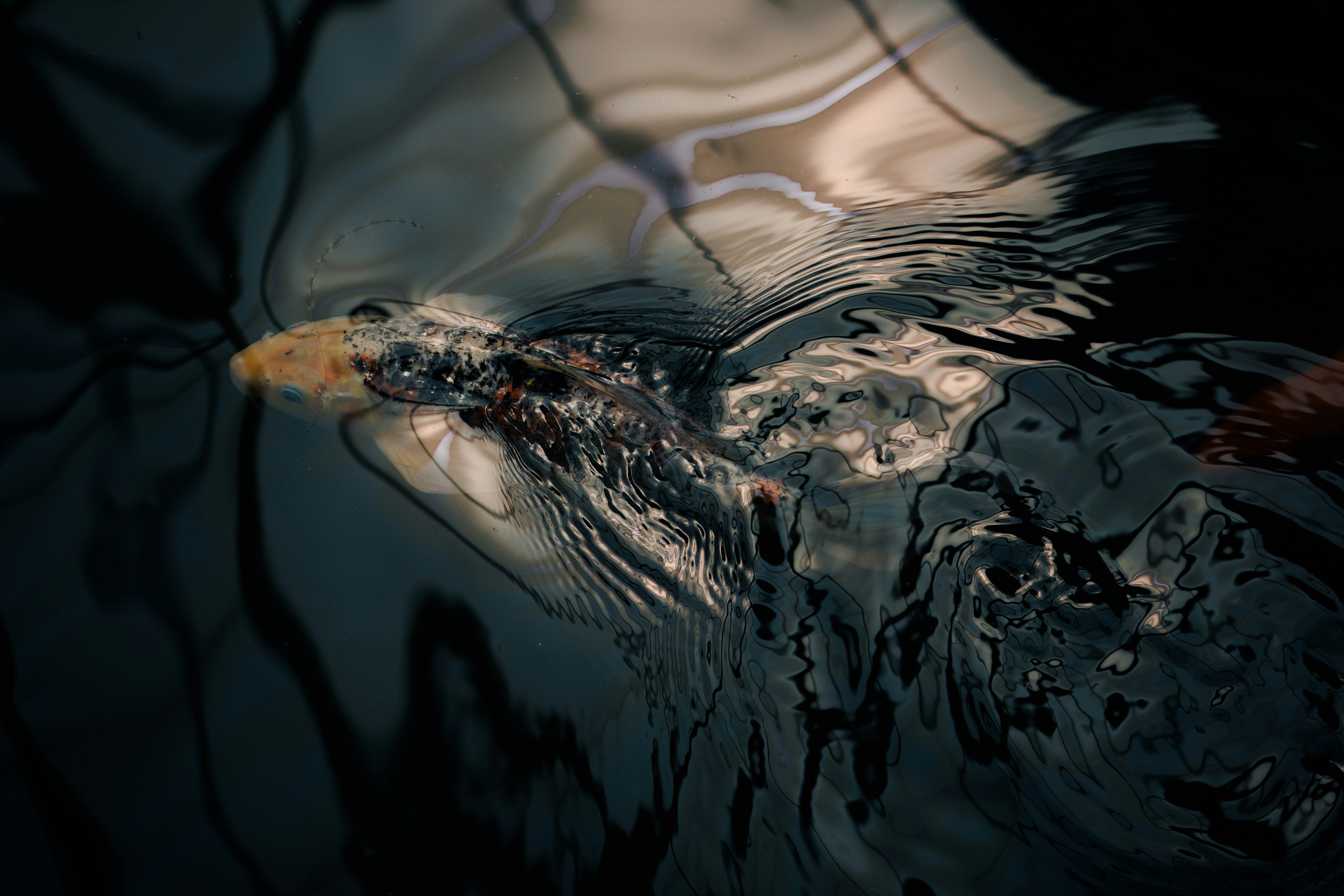 Moonlit Ripple: a koi gliding through dark reflections
