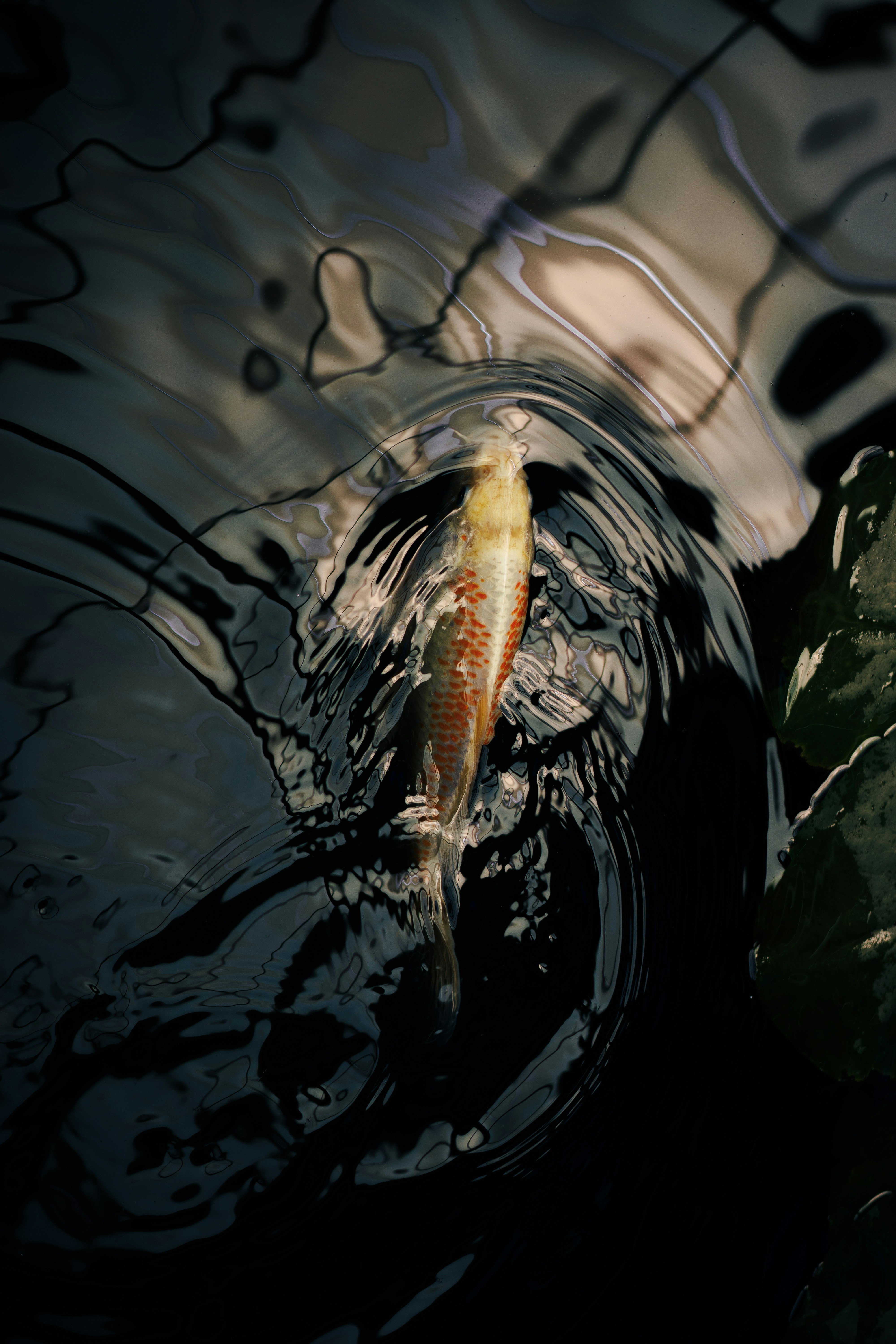 Koi Circle: A koi swims through rippling reflections in a dark pond