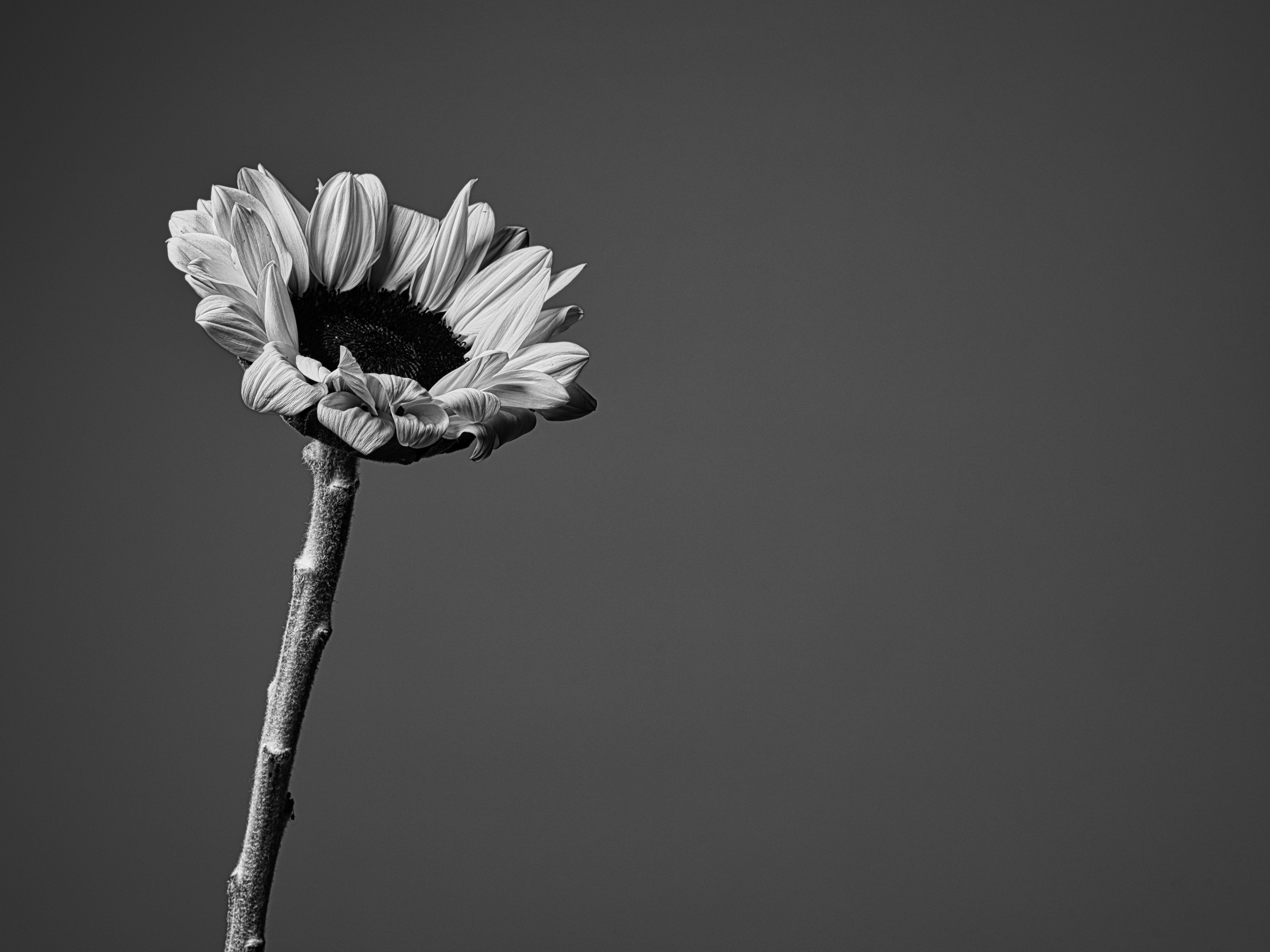 Bare Stem, Bold Bloom: A Monochrome Portrait of Resilience