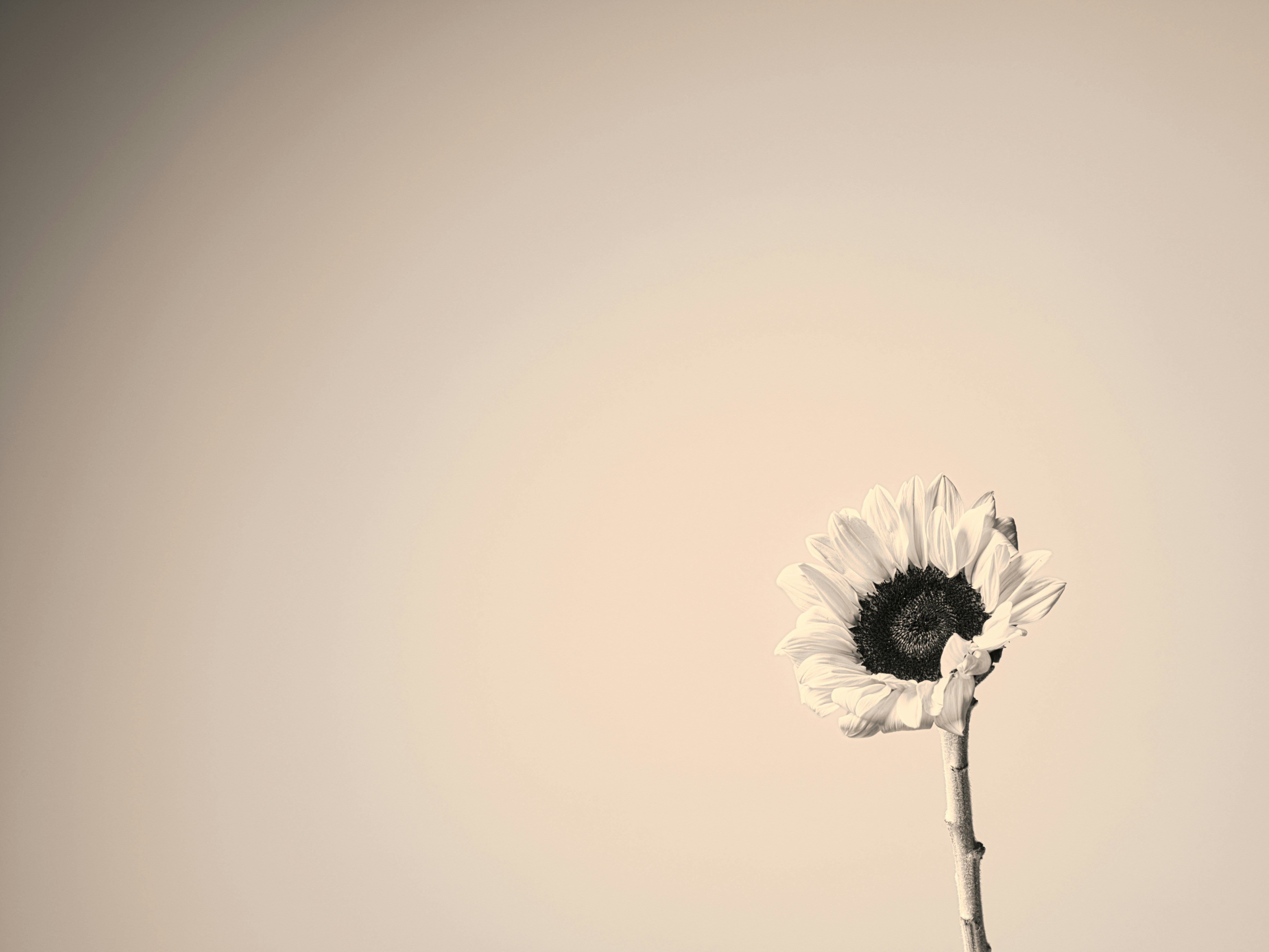 Deserted Bloom: A Sunlit Sunflower Remains of a Quiet Field