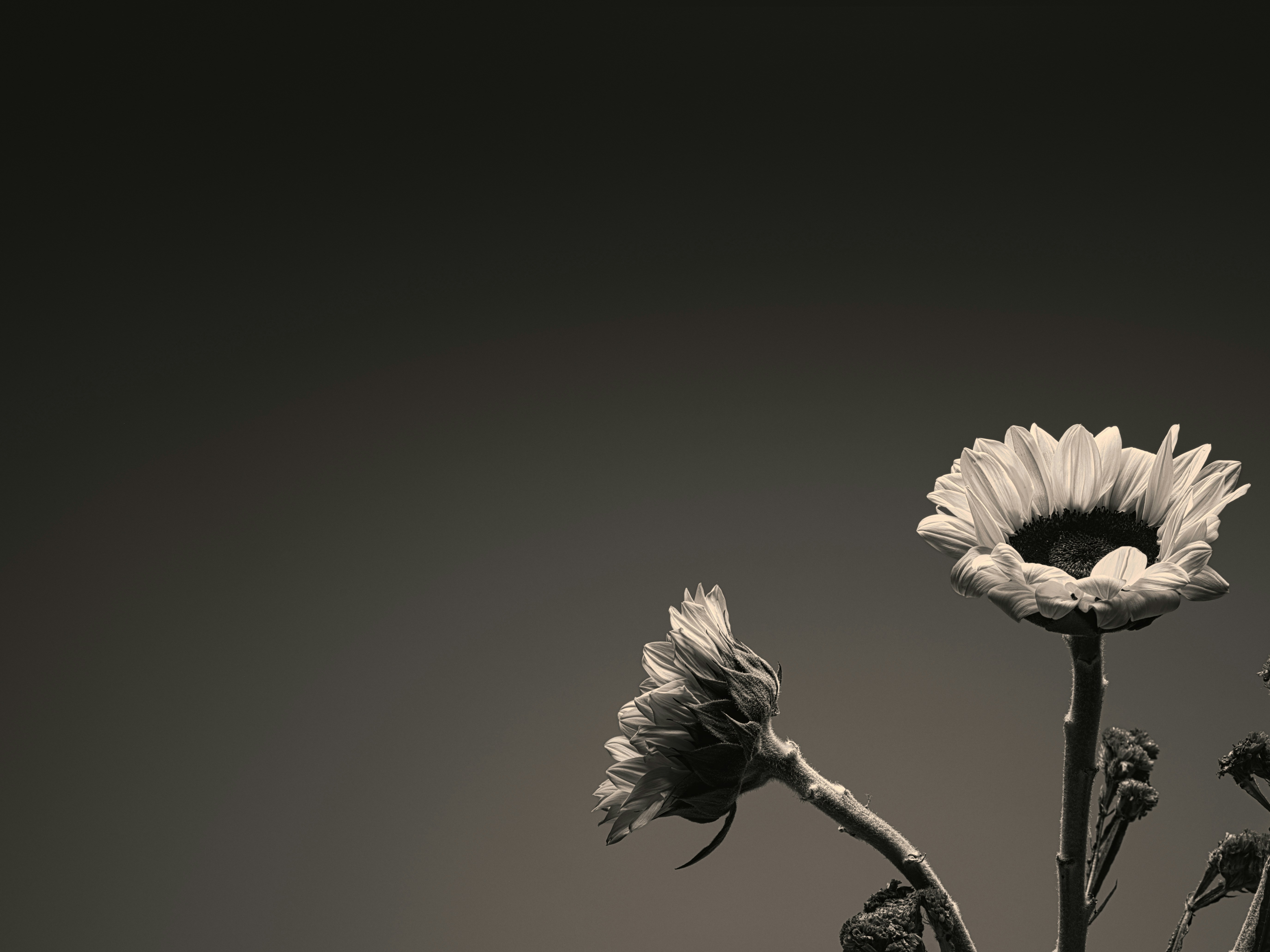 Desolate Bloom: A Mono Portrait of Two Sunflowers in Quiet Dusk