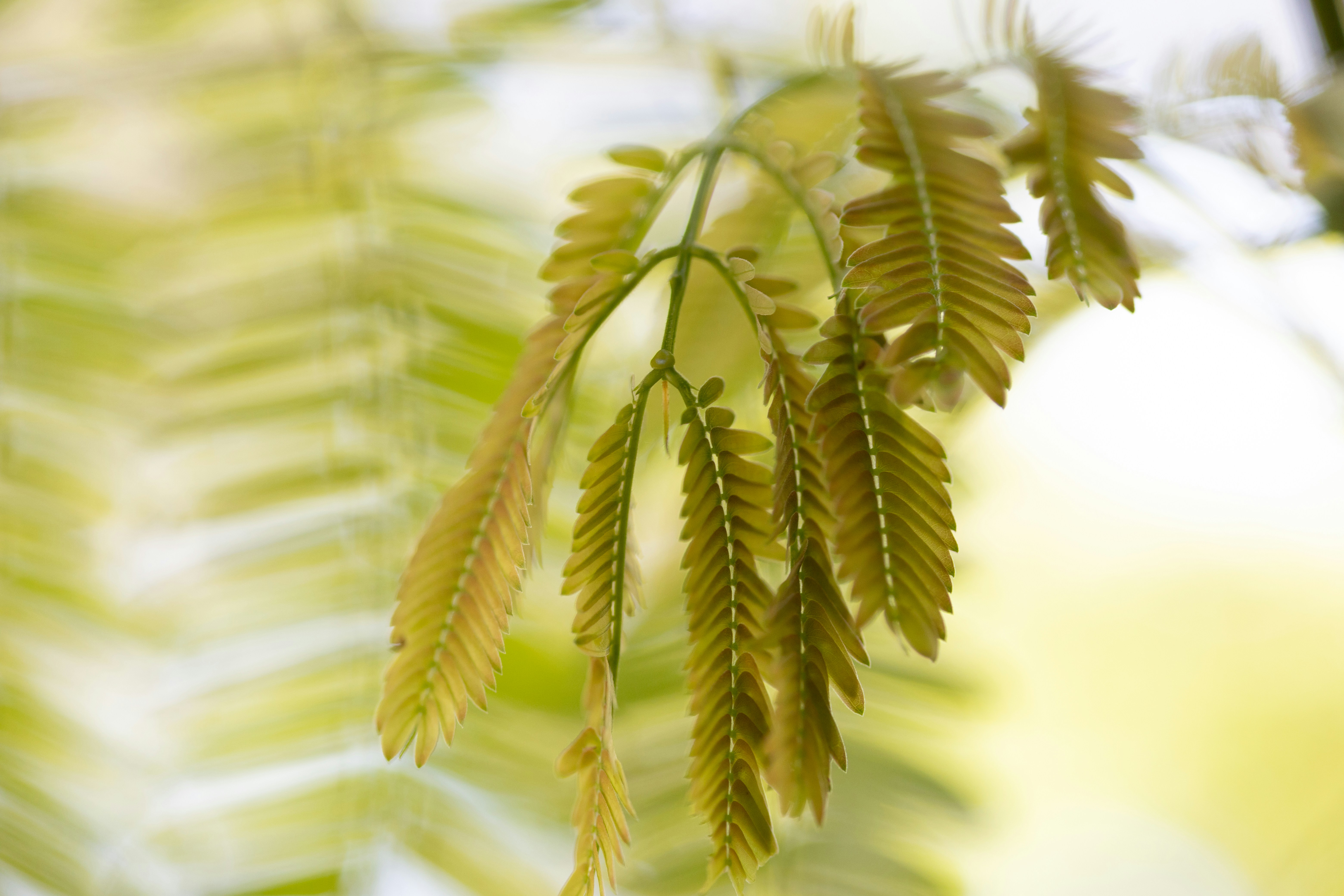 Sunlit Ferns in Soft Focus: A Quiet Moment of Frondiness