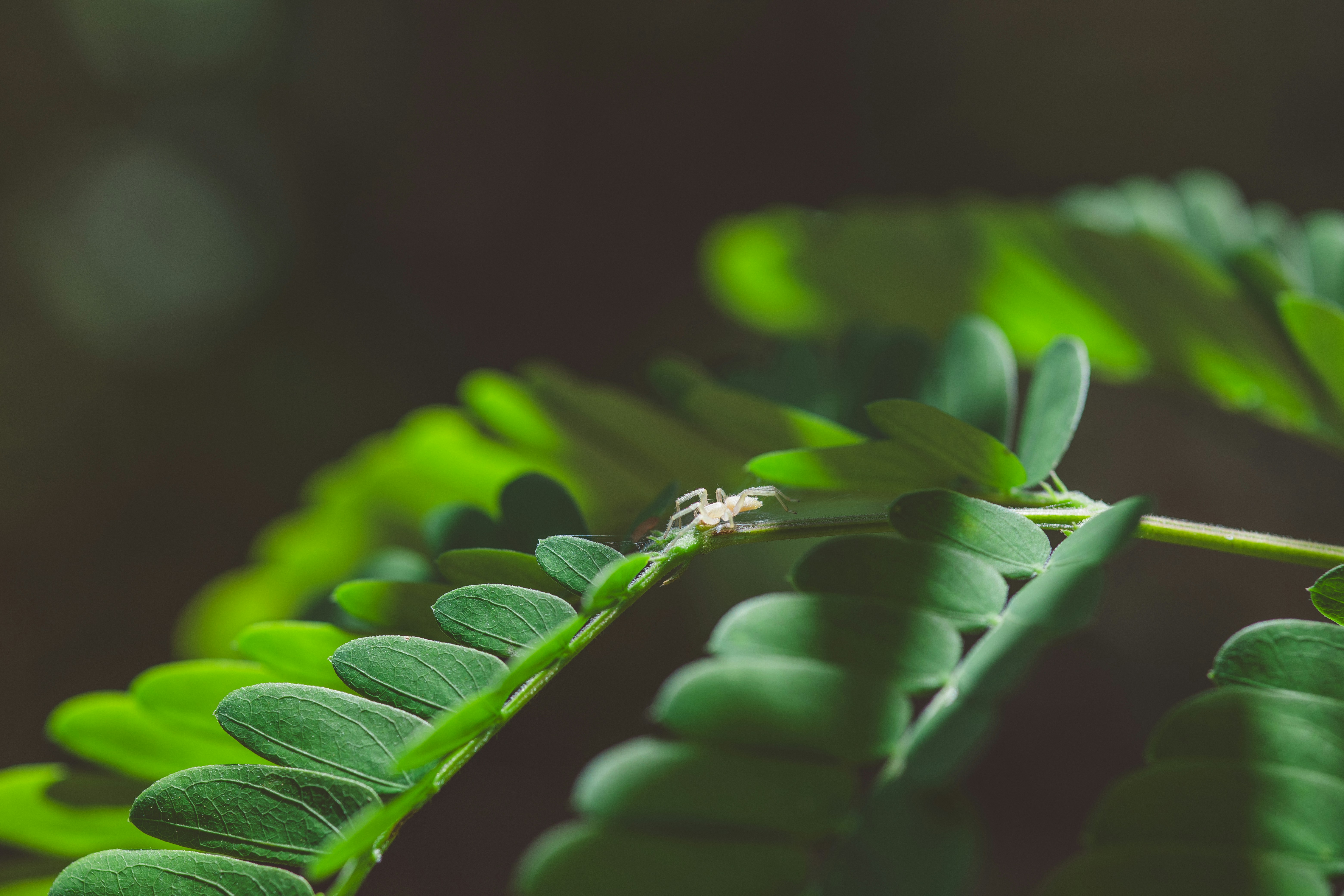 Delicate Leaf-Microcosm: A Tiny Insect on a Backlit Fern