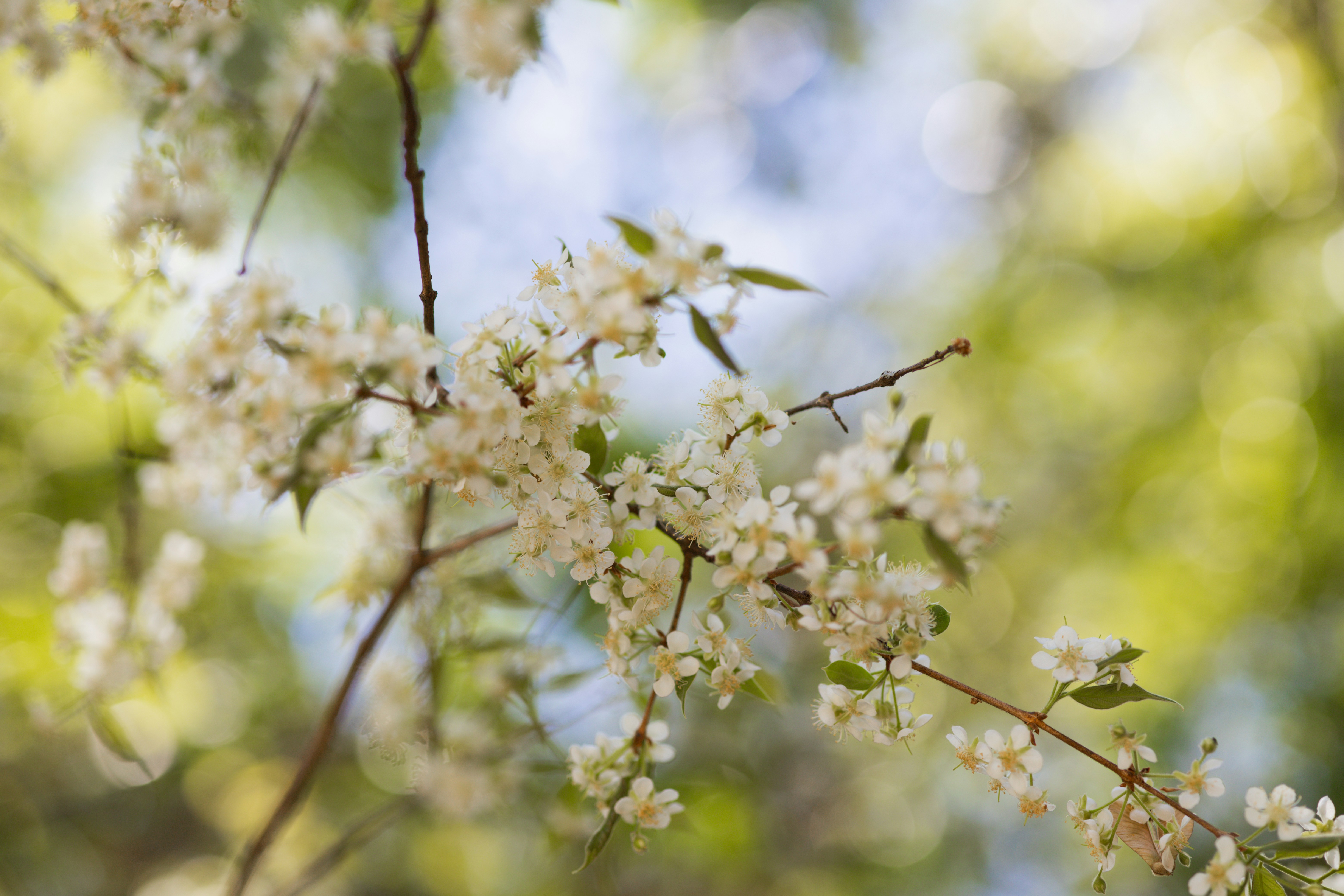 Spring Bloom Framing: A Soft Focus of White Blossoms in Dappled Light