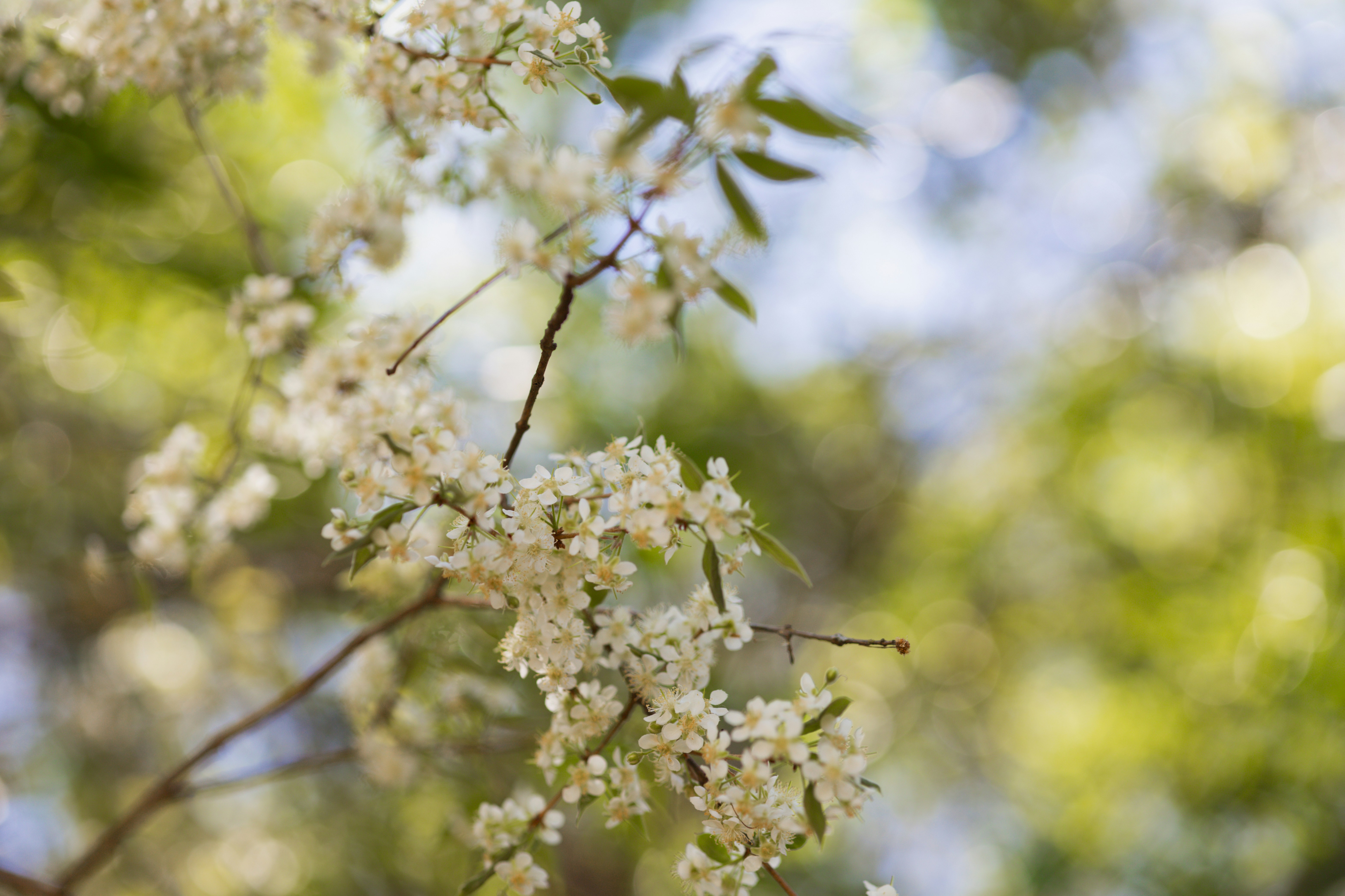 Blossoms in Soft Focus: A Quiet Spring Moment