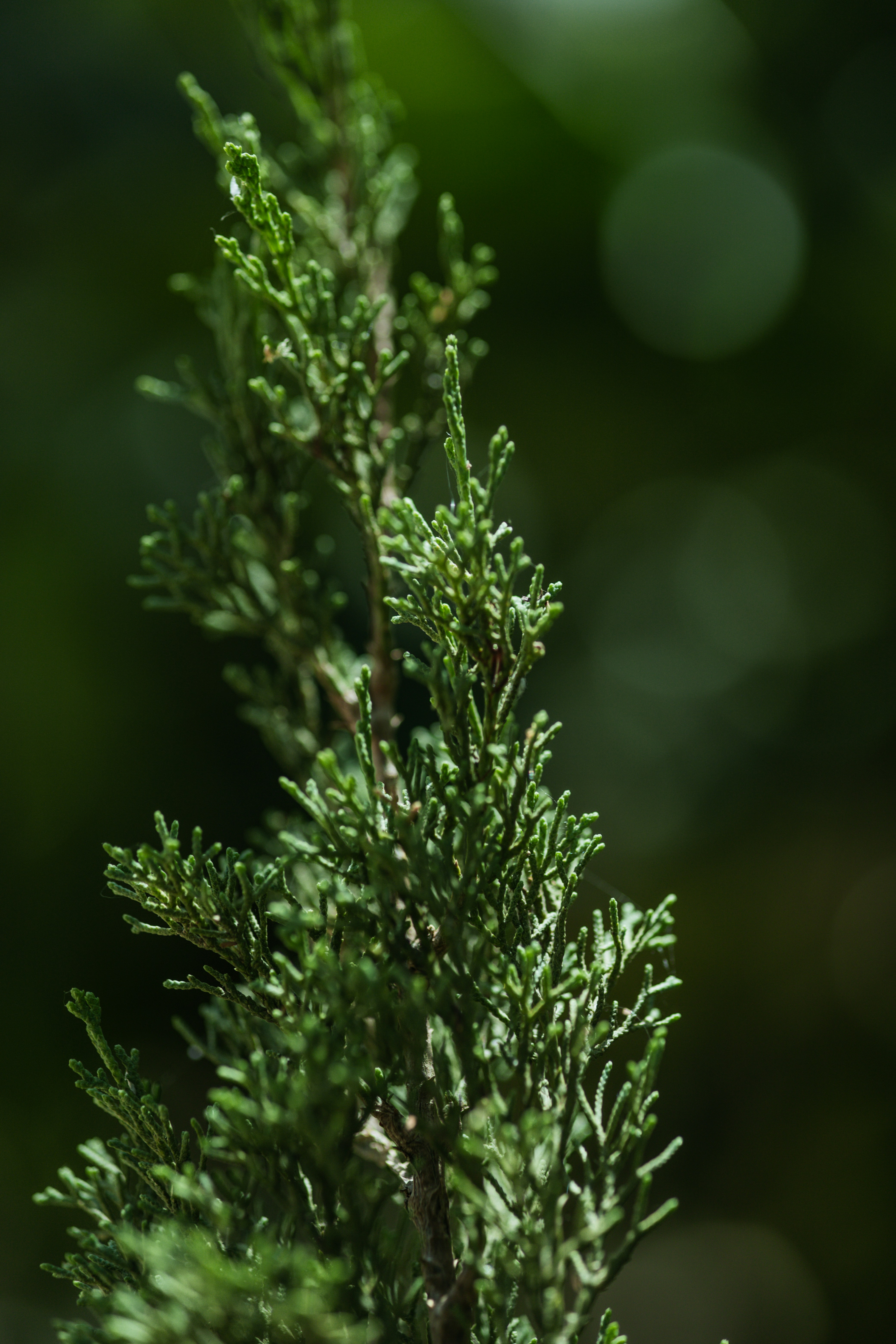 Verdant Needlework: a close-up of a conifer spray in sun-dappled green