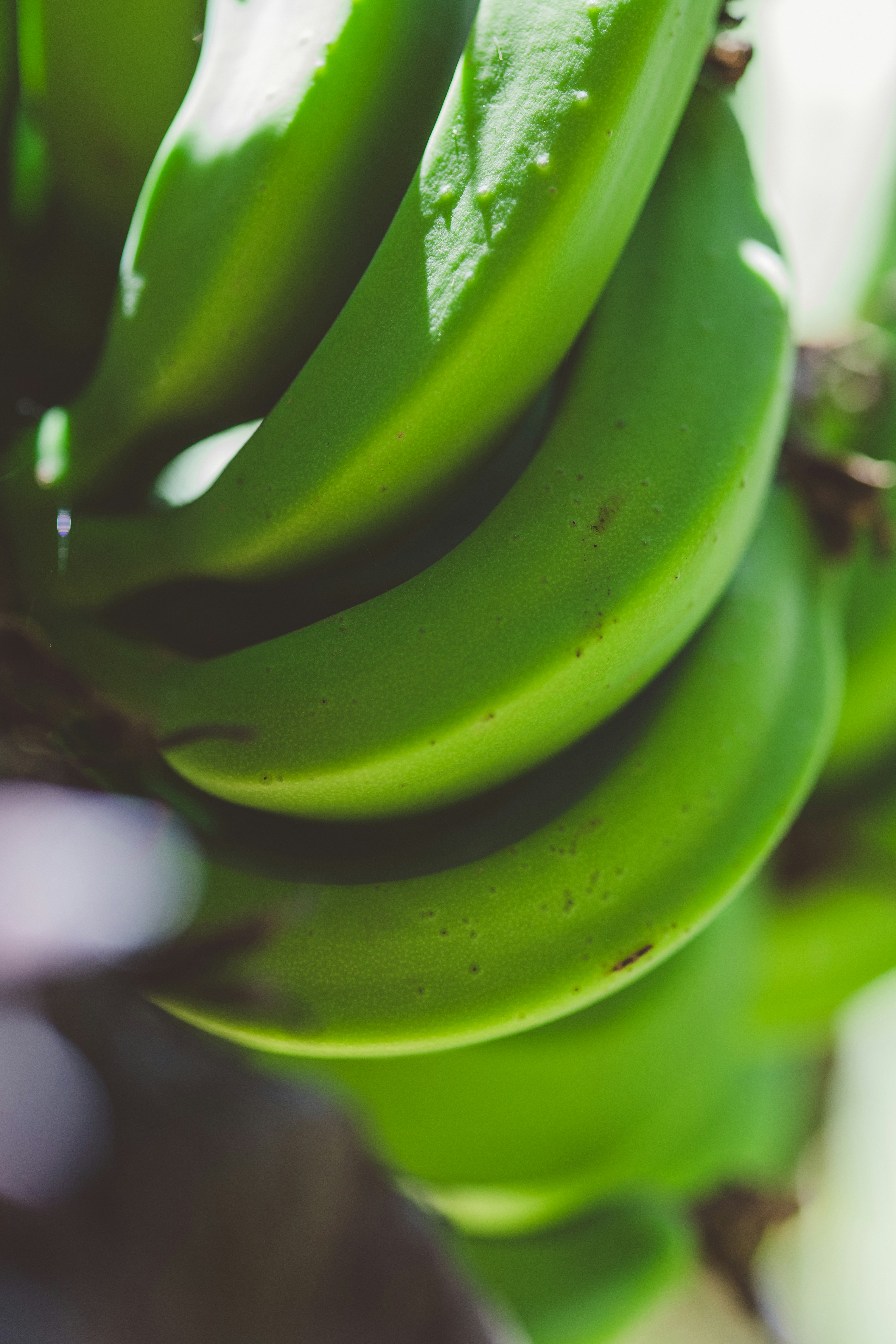 Emerald Bunch: Close-Up of Banana Green Delicacy