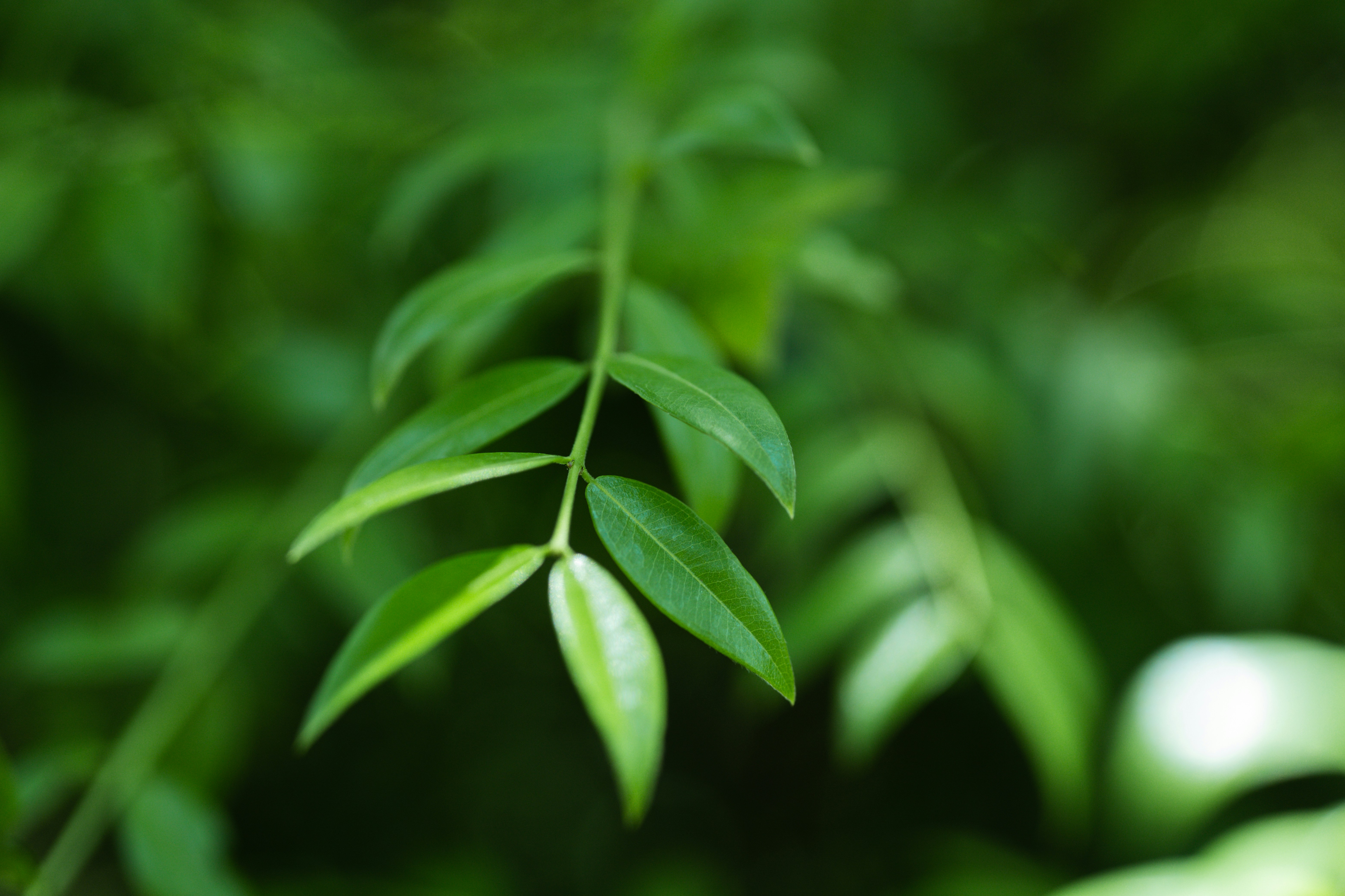 Emerald Frond in Quiet Light